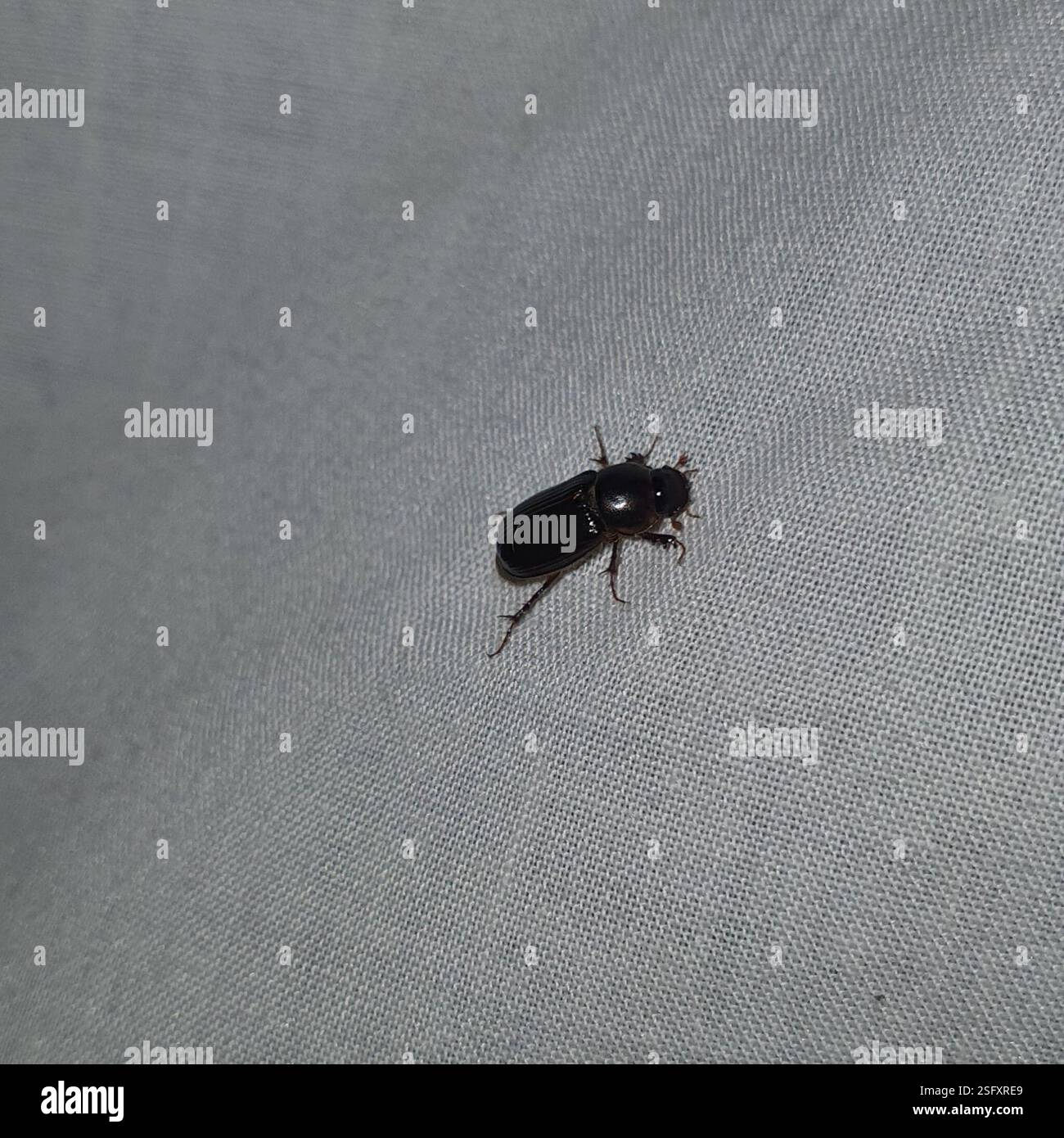 Small Dung Beetles (Aphodiinae), Insecta, Australian Capital Territory ...