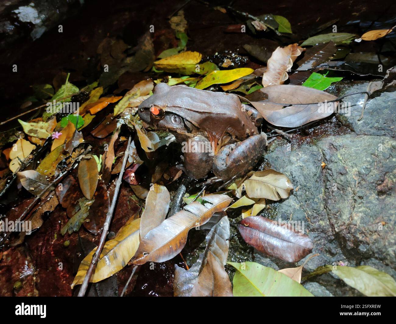 Savage's Thin-toed Frog (Leptodactylus savagei), Amphibia, Coiba Island ...