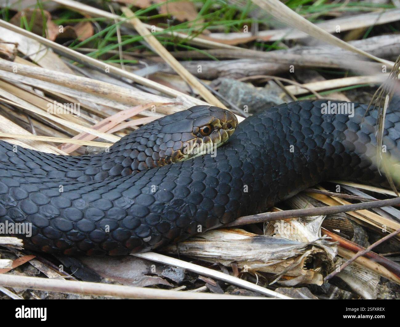 Lowlands Copperhead (Austrelaps superbus), Reptilia, Hobart TAS ...