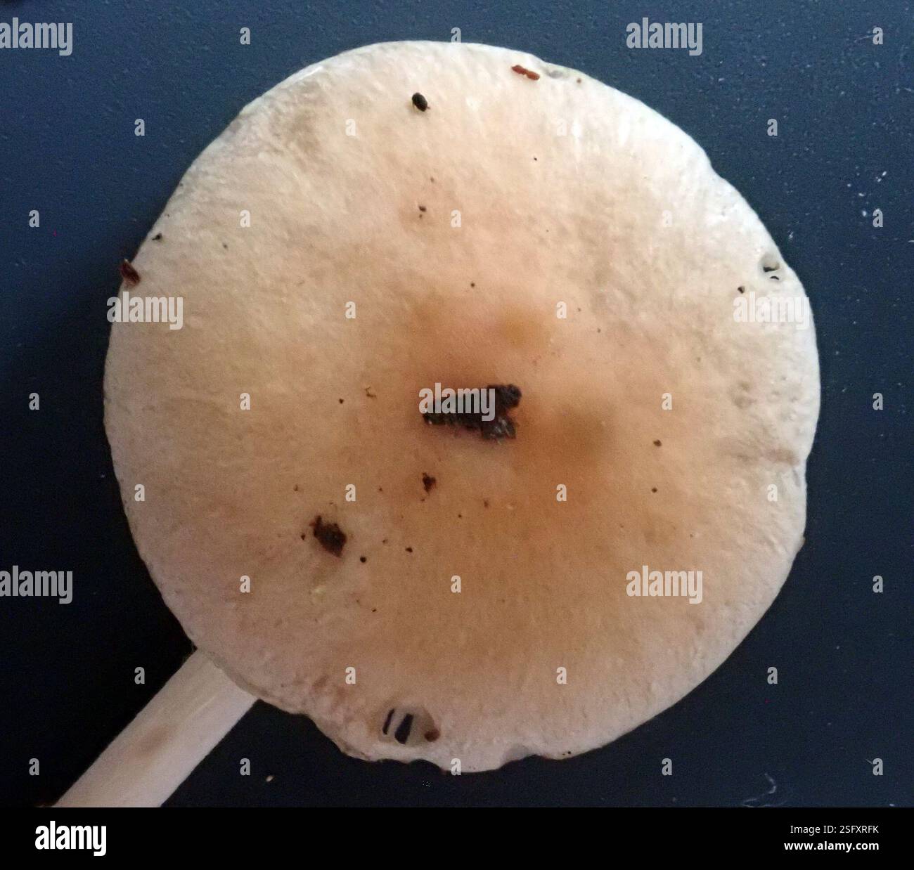 (Omphalotaceae), Fungi, Auckland, Waitemata Harbour, Kauri Point ...