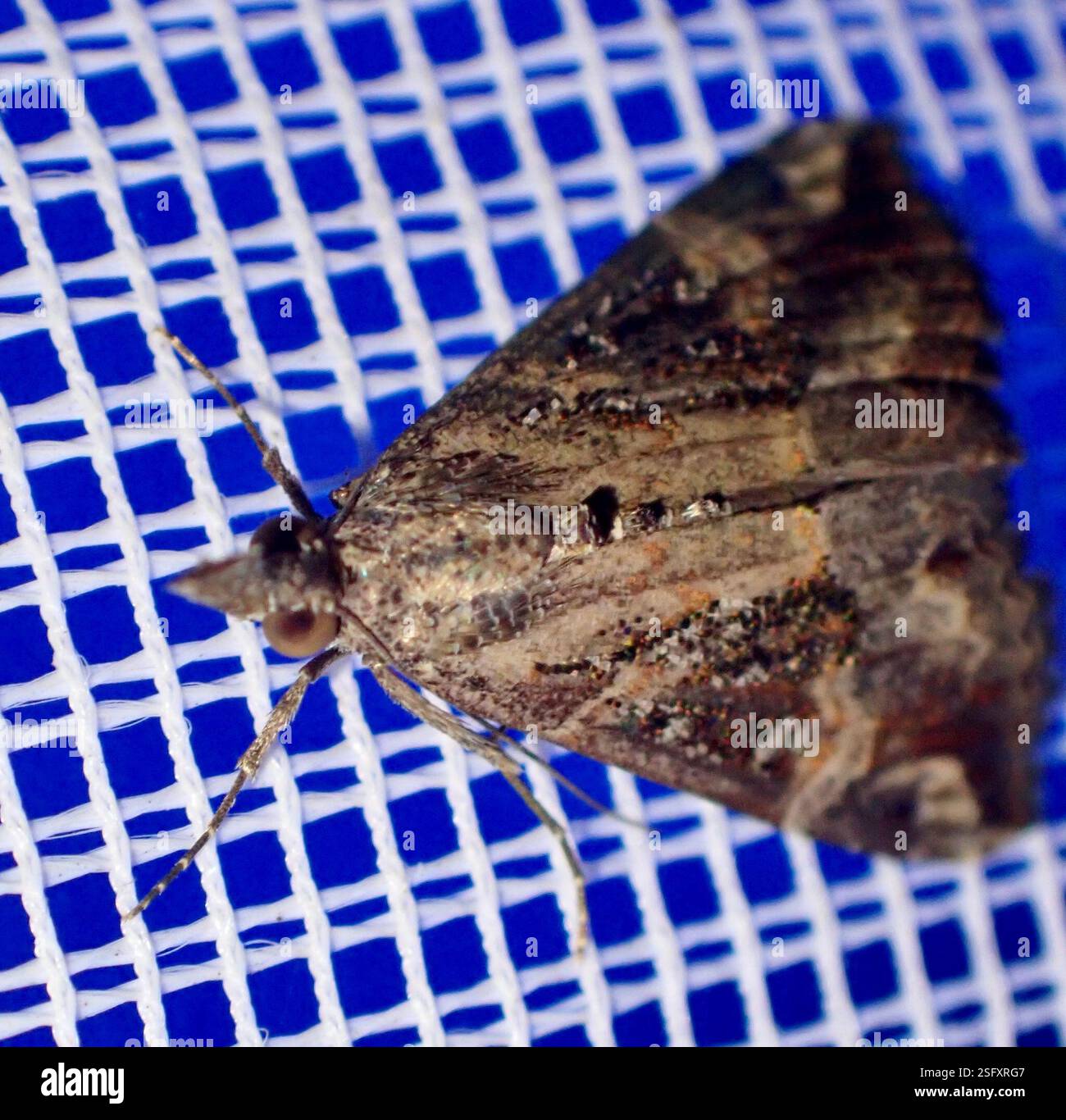 Lantana Defoliator (Hypena laceratalis), Insecta, Santo Antão, Cape ...