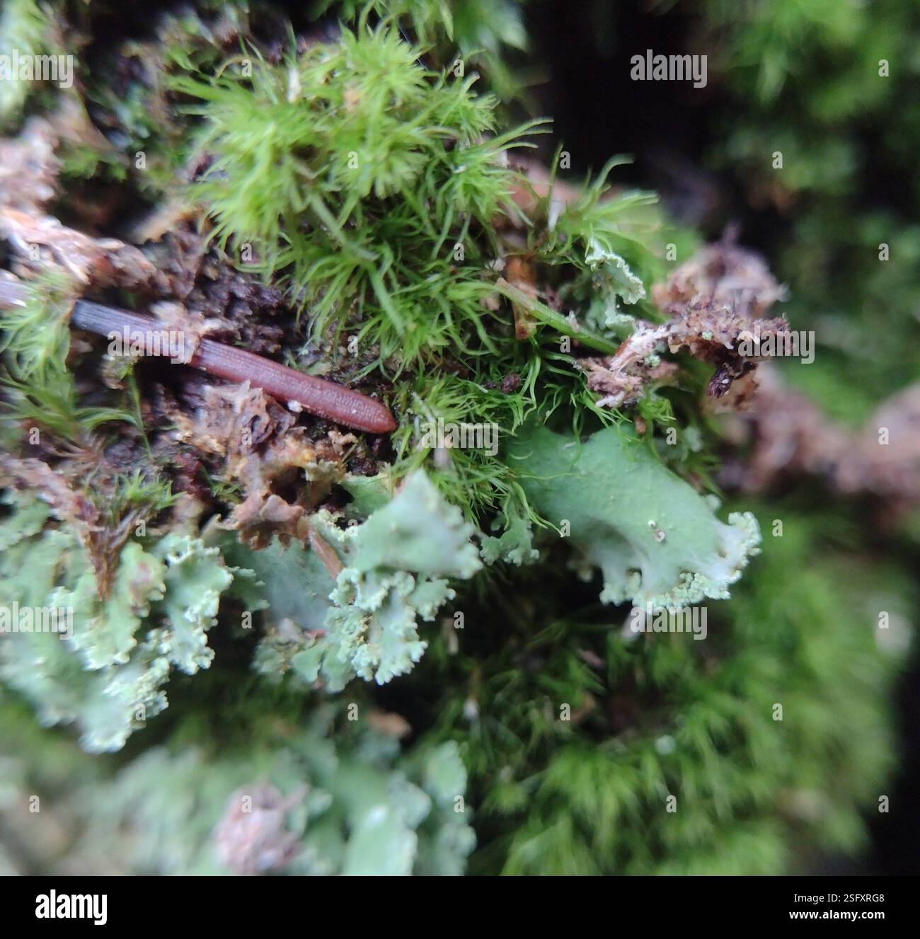 pixie cup and reindeer lichens (Cladonia), Fungi, Wiczlińska - Las 02 ...
