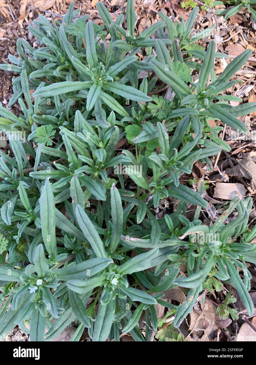 corn gromwell (Buglossoides arvensis), Plantae, Green Acres Farm ...