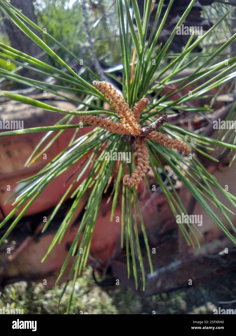 sand pine (Pinus clausa), Plantae, Flagler County, US-FL, US Stock Photo - Alamy