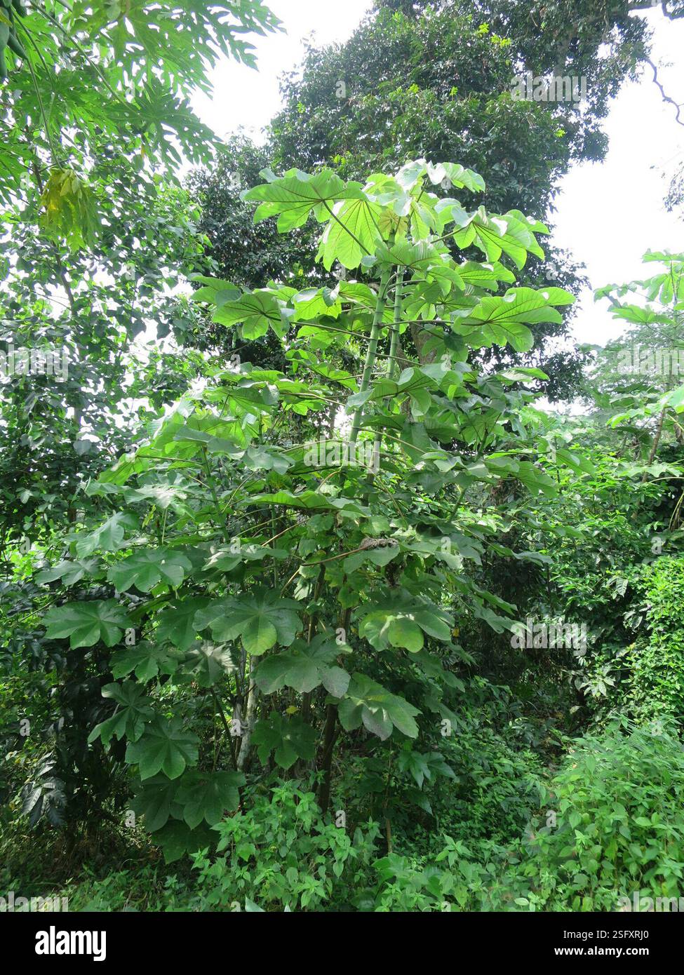 trumpet tree (Cecropia peltata), Plantae, Mé-Zóchi, São Tomé e Príncipe ...
