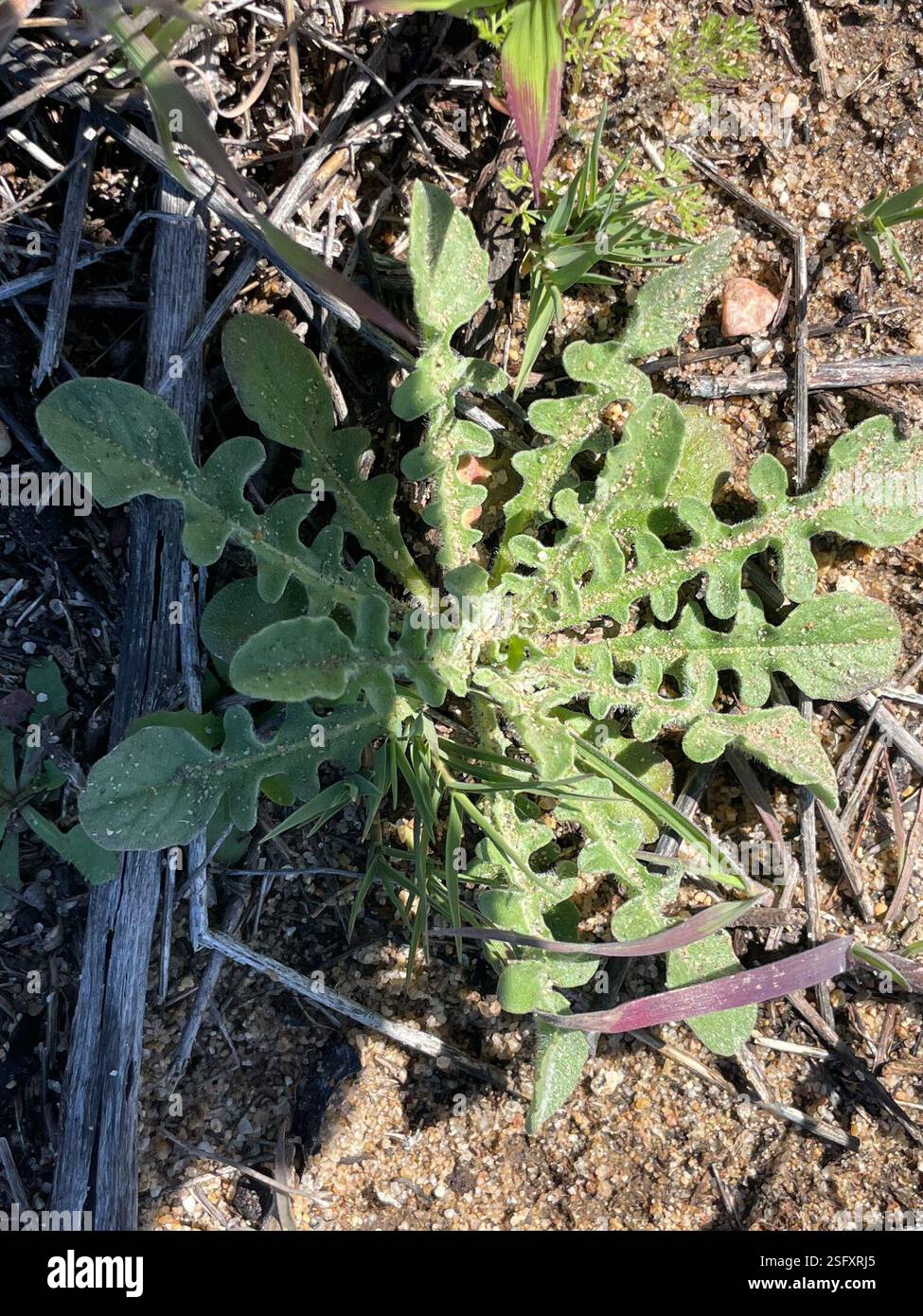 Maltese star-thistle (Centaurea melitensis), Plantae, Torrey Pines ...