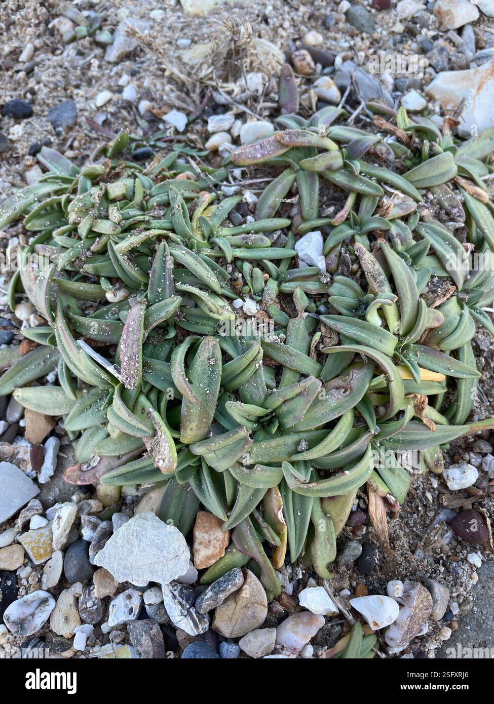 Sea Plantain (Plantago maritima), Plantae, Santa Cruz County, CA, USA ...