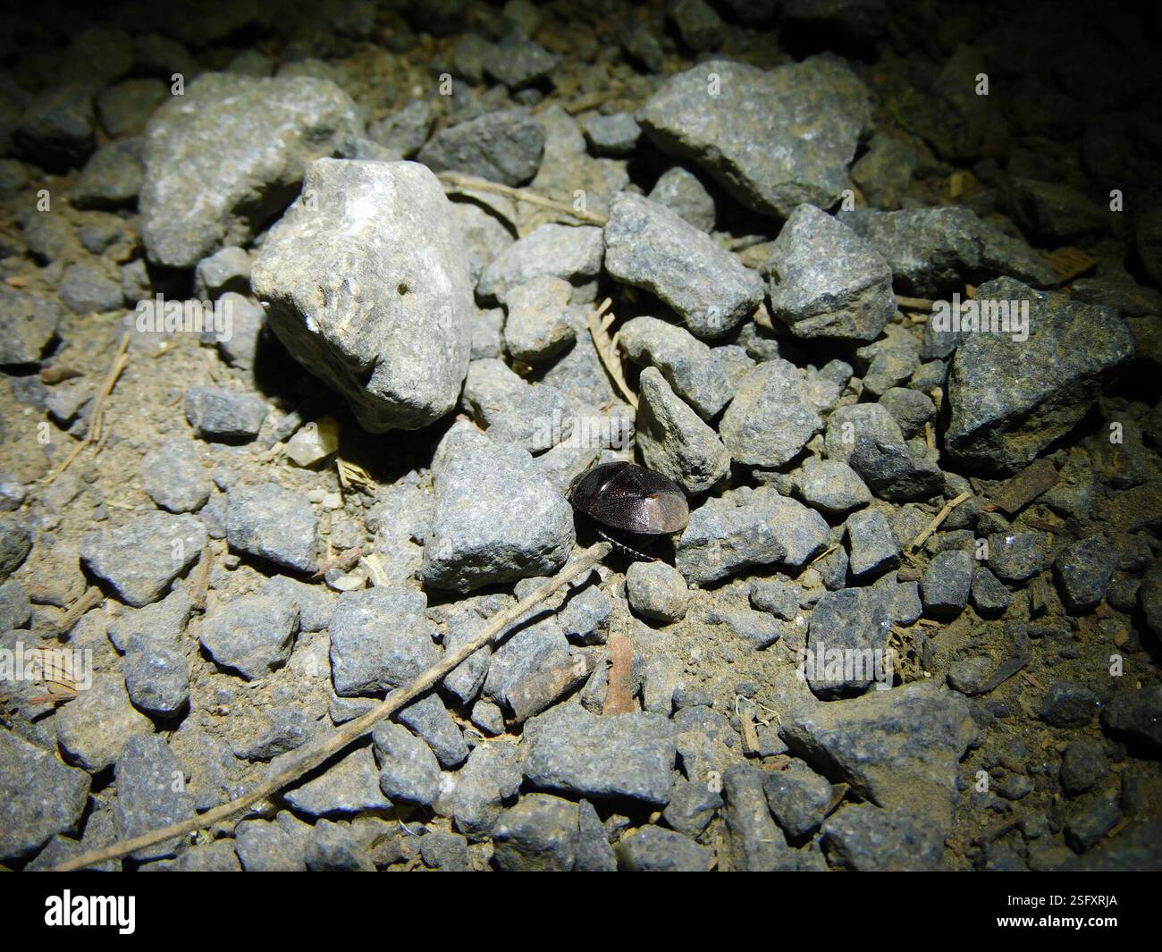 (Adrisa), Insecta, Baw Baw VIC 3833, Australia Stock Photo - Alamy