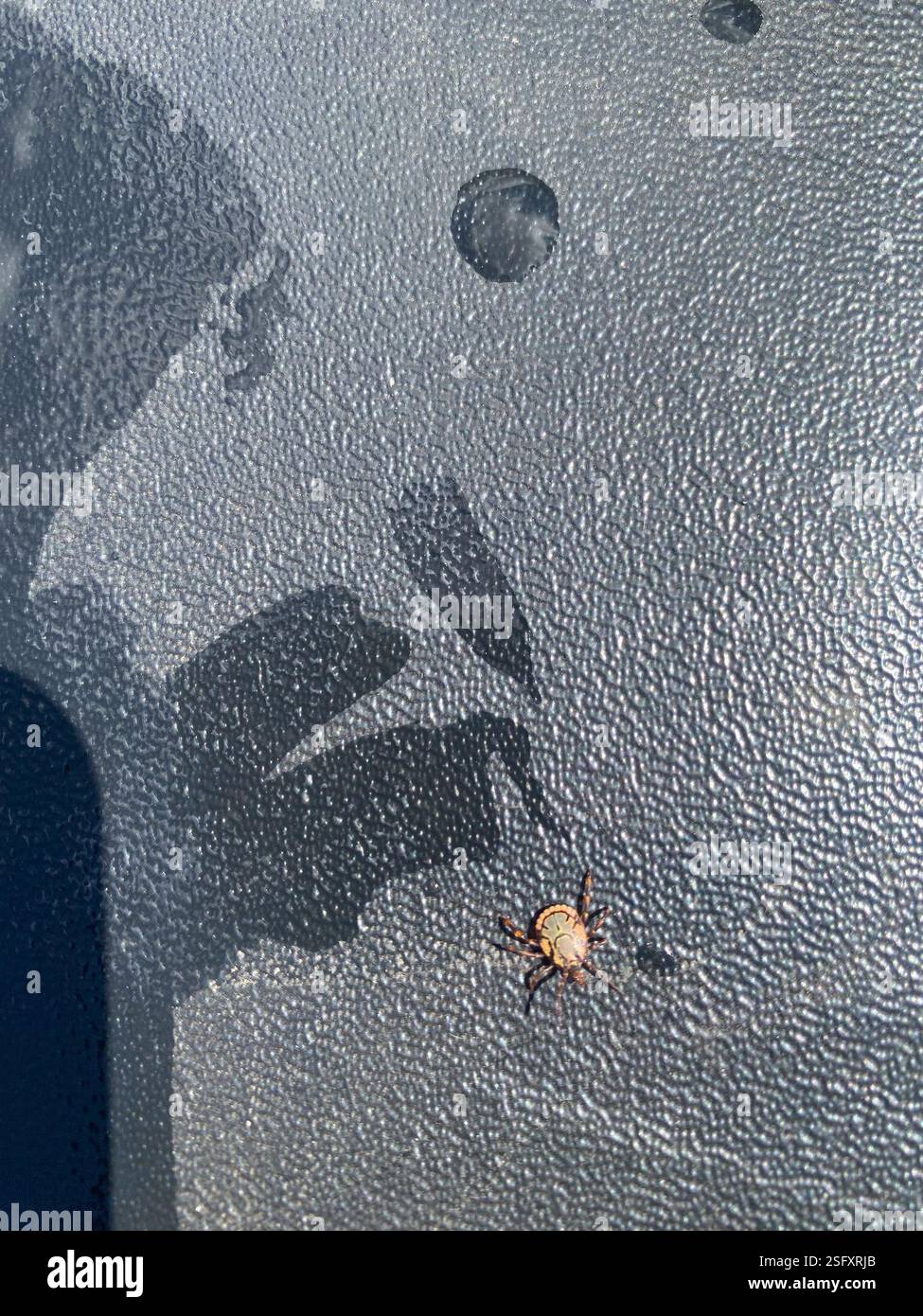 South African Bont Tick (Amblyomma hebraeum), Arachnida, University of ...