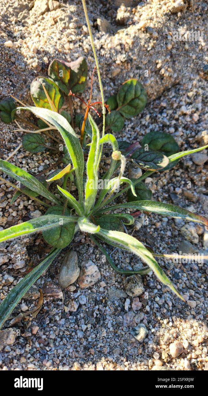 Desert Plantain (Plantago ovata), Plantae, Riverside County, US-CA, US ...