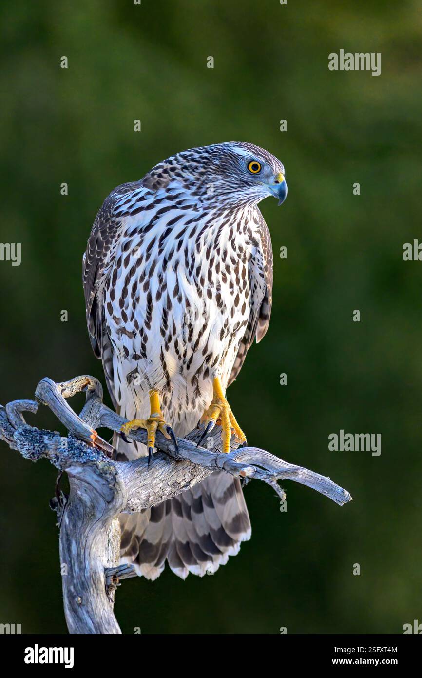 Eurasian goshawk (Astur gentilis gentilis) from Hov, eastern Norway in February Stock Photo - Alamy