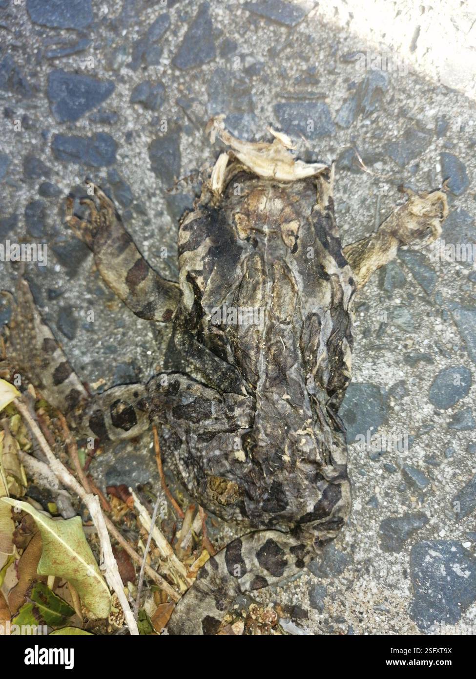 Western Leopard Toad (Sclerophrys pantherina), Amphibia, Lakeside, Cape ...