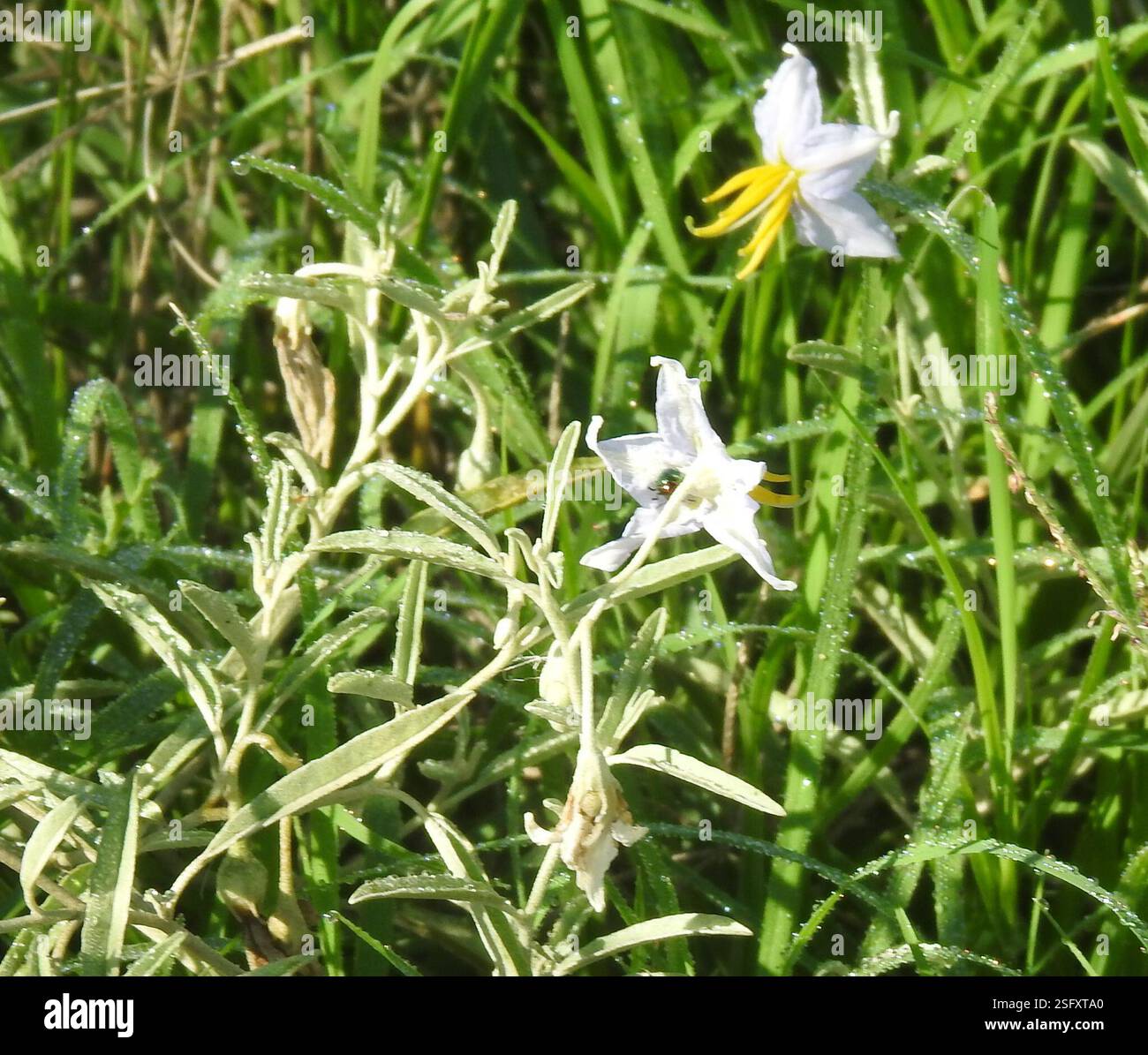silverleaf nightshade (Solanum elaeagnifolium), Plantae, Maracó, La ...