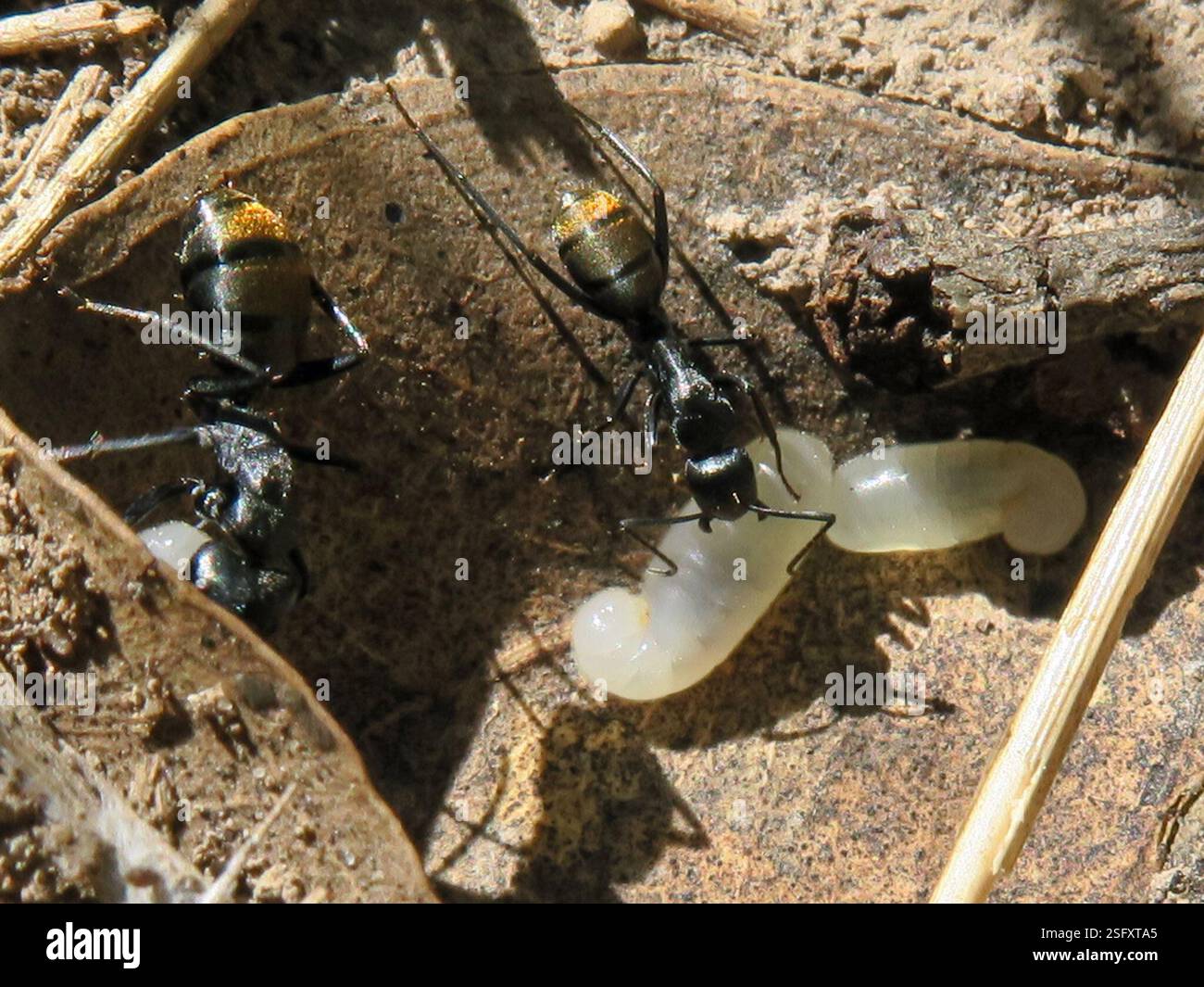 Golden-tailed Sugar Ant (Camponotus aeneopilosus), Insecta, Dungog ...