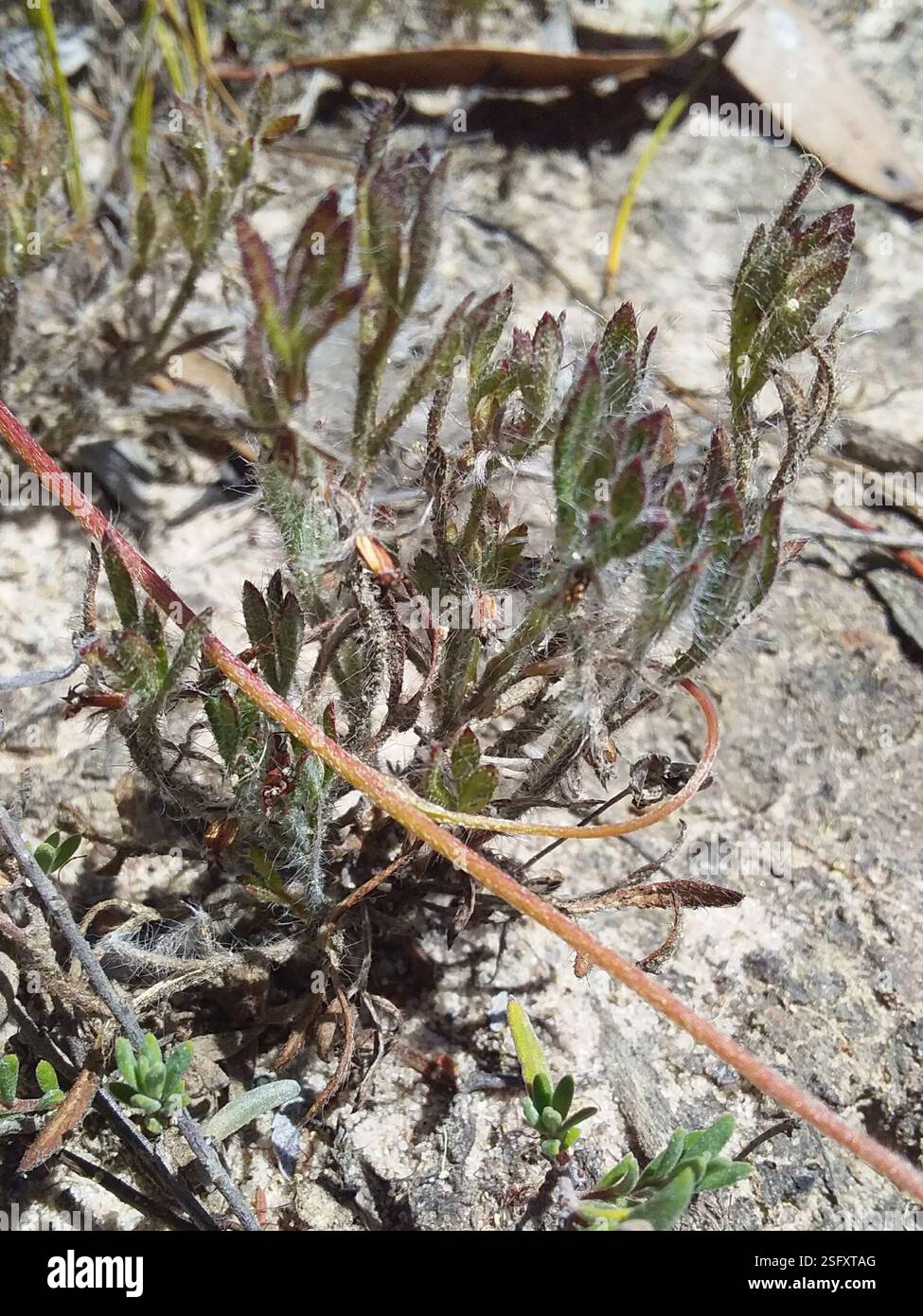 Heath Xanthosia (Xanthosia huegelii), Plantae, Onkaparinga - Hills, AU ...