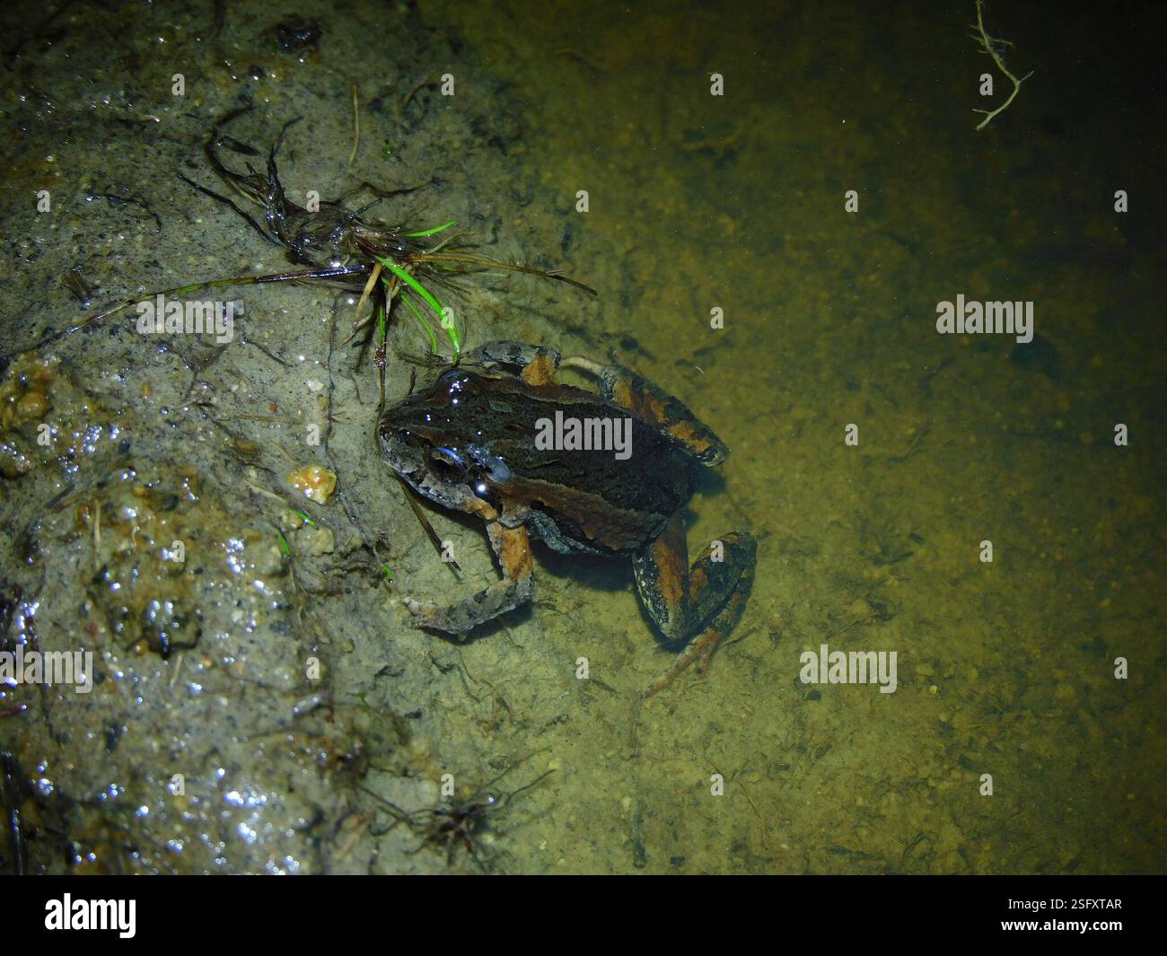 Common Eastern Froglet (Crinia signifera), Amphibia, Hobart TAS ...