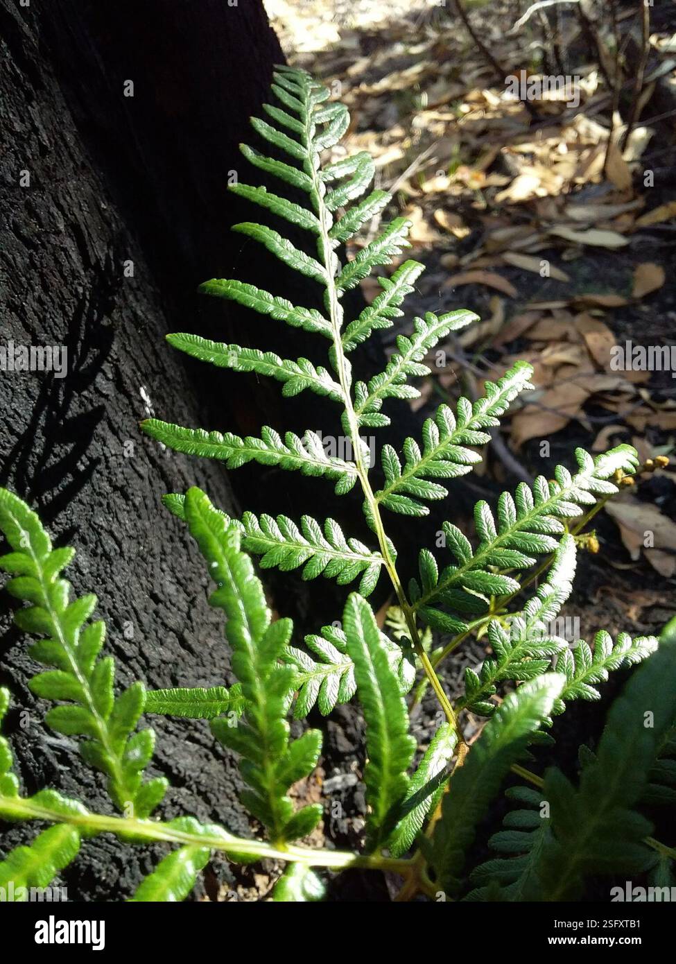 Austral Bracken (Pteridium esculentum), Plantae, Crafers SA 5152 ...
