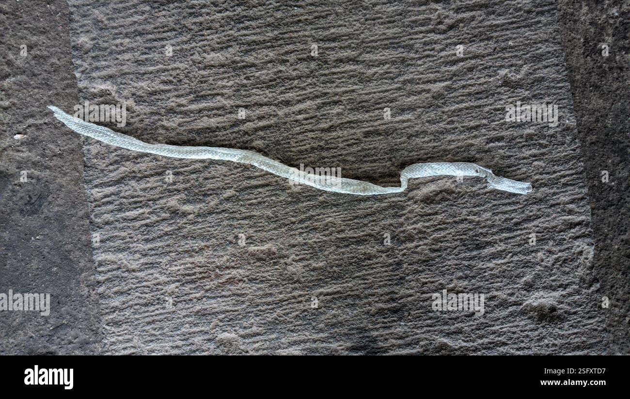 Snakes (Serpentes), Reptilia, Kedungpane, Mijen, Semarang City, Central ...