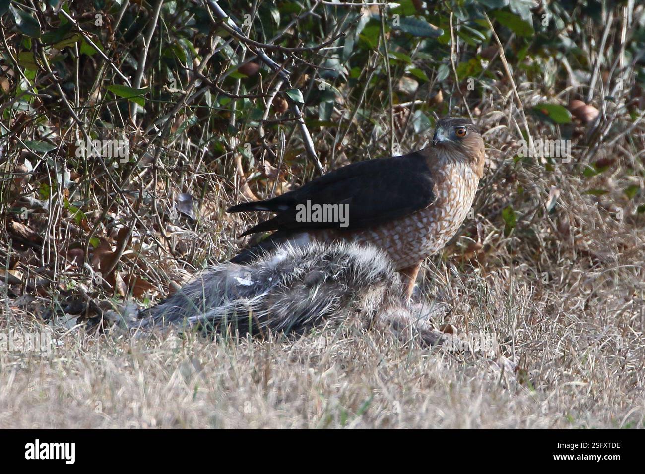 Cooper's Hawk (Astur cooperii), Aves, Corolla, NC 27927, USA Stock ...