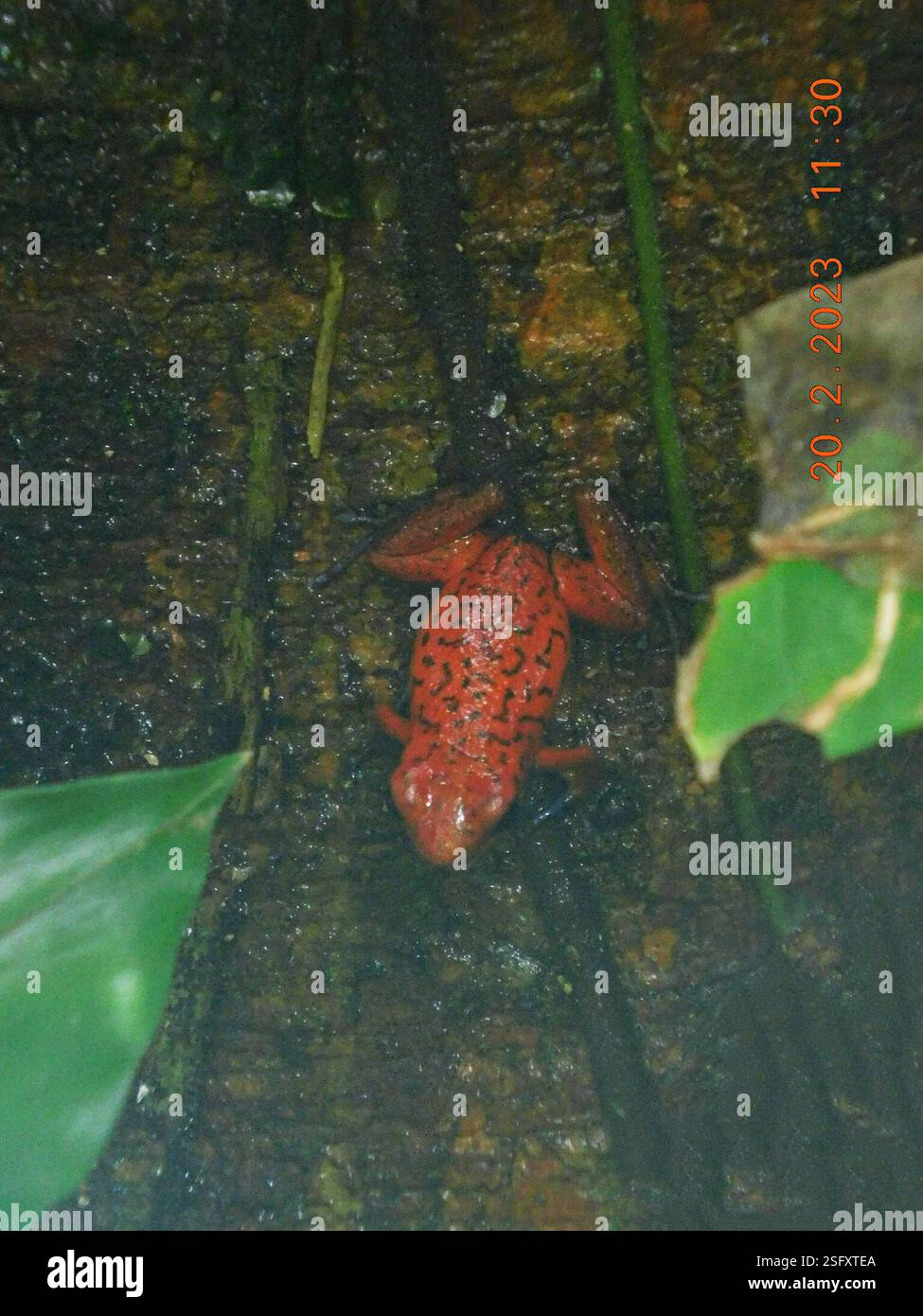 Strawberry Poison Dart Frog (Oophaga pumilio), Amphibia, San Francisco ...