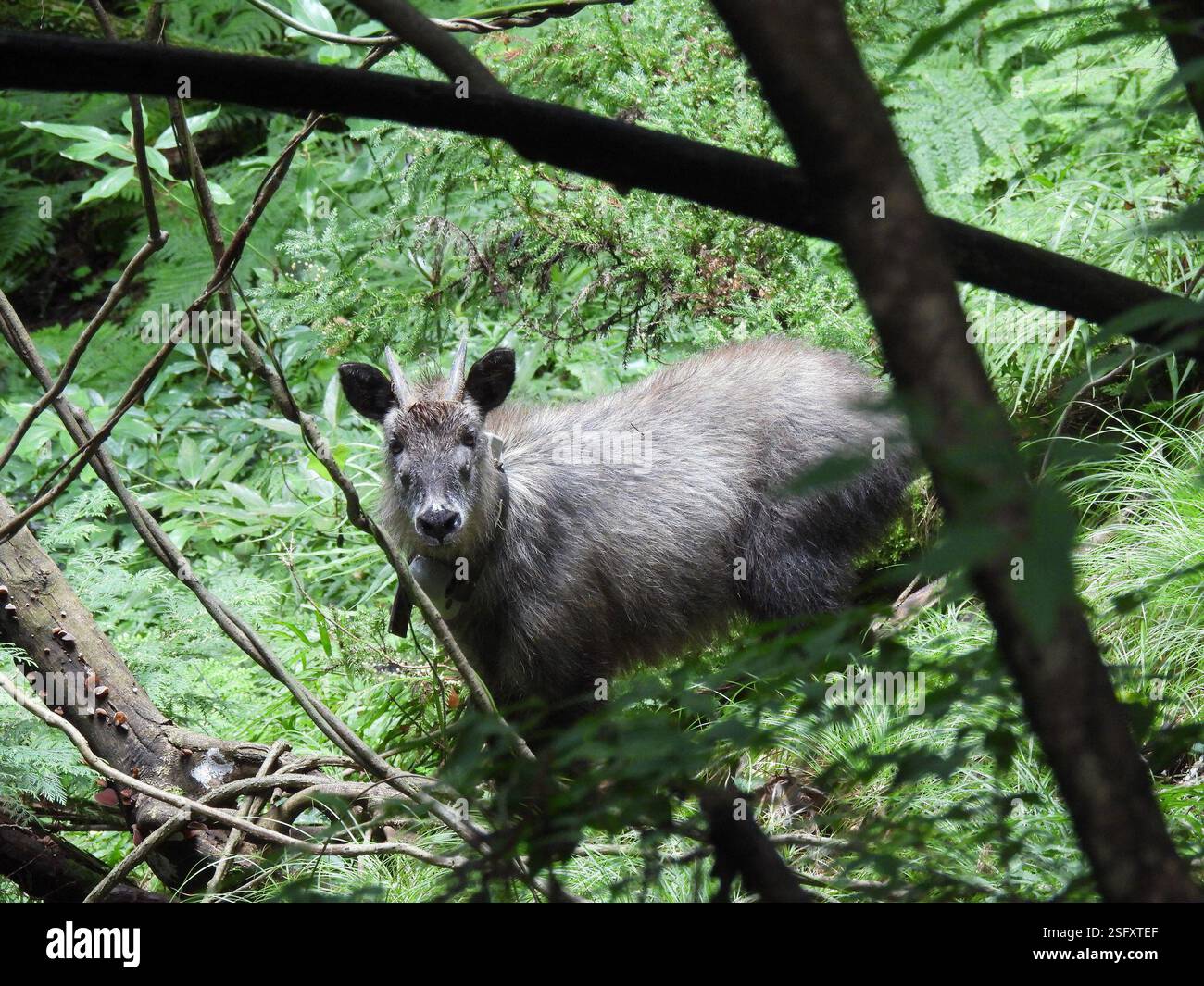 Japanese Serow (Capricornis crispus), Mammalia, Japan Stock Photo - Alamy