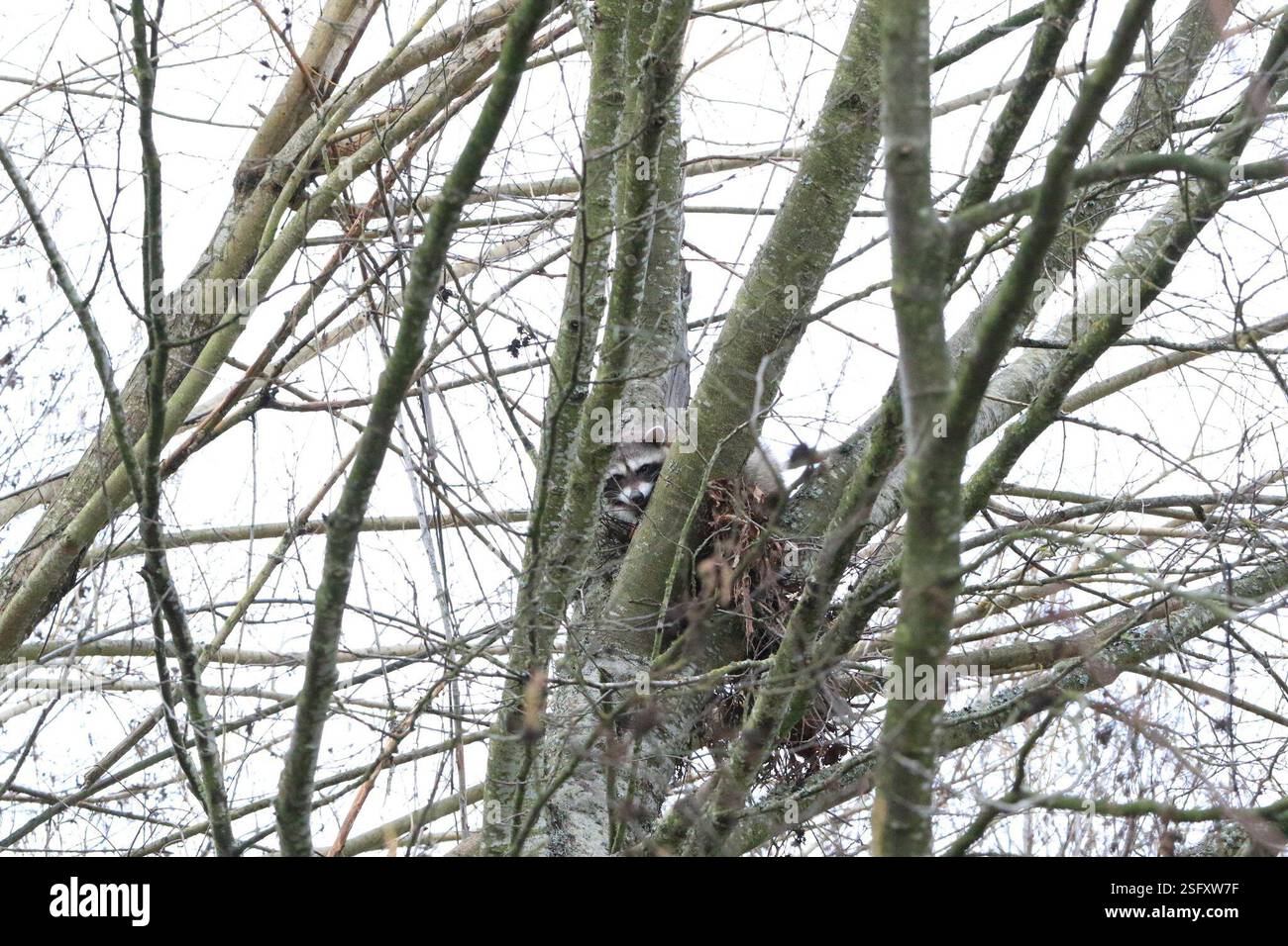 Common Raccoon (Procyon lotor), Mammalia, Lane, Oregon, United States ...