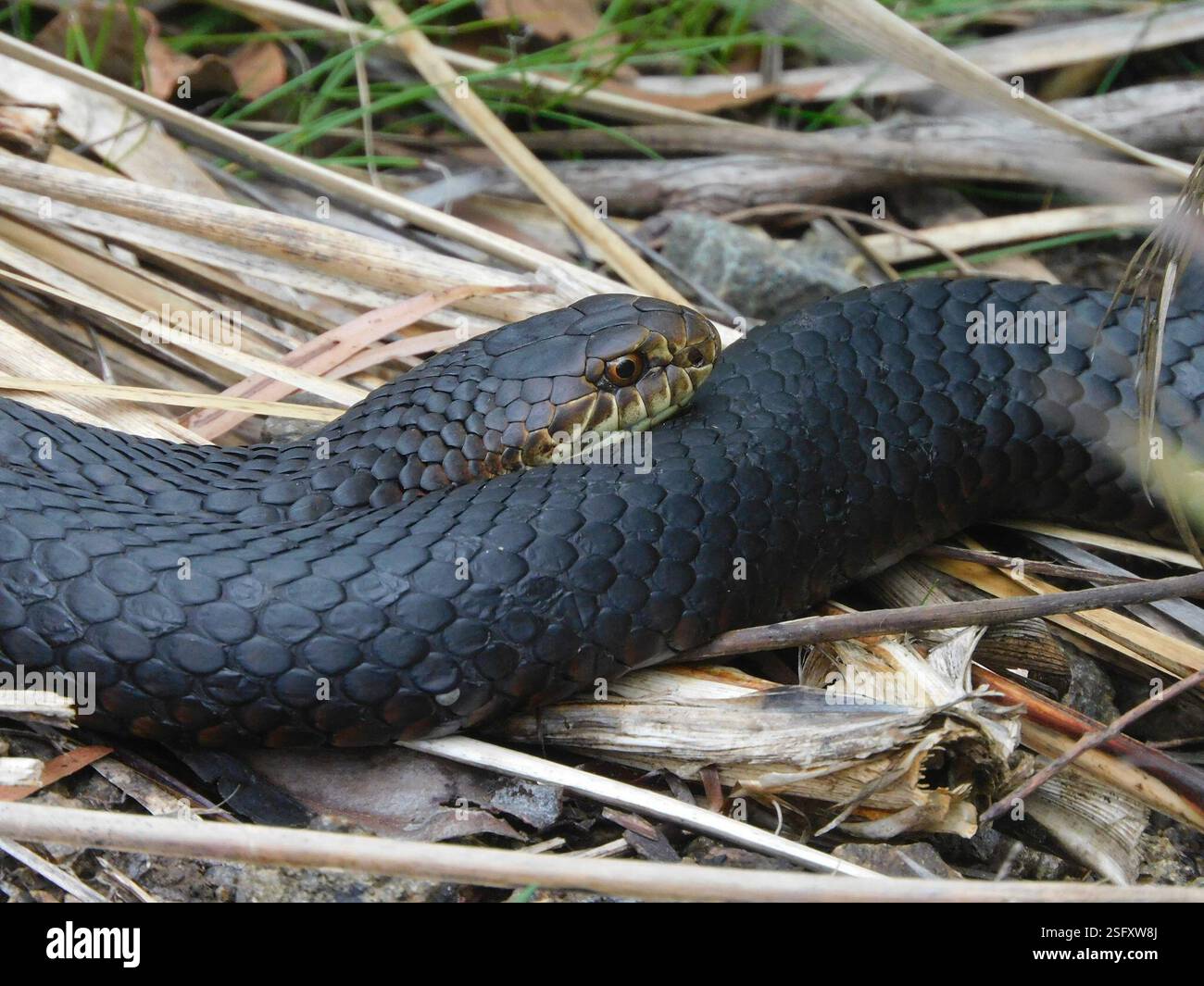 Lowlands Copperhead (Austrelaps superbus), Reptilia, Hobart TAS ...