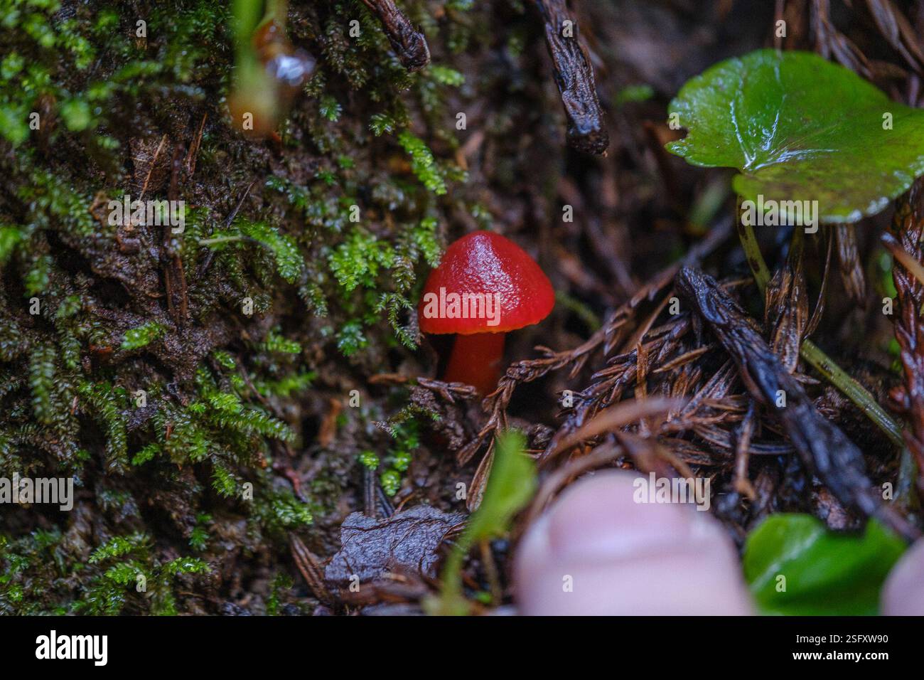 Scarlet Waxy Cap (Hygrocybe coccinea), Fungi, Mill Valley, CA 94941 ...