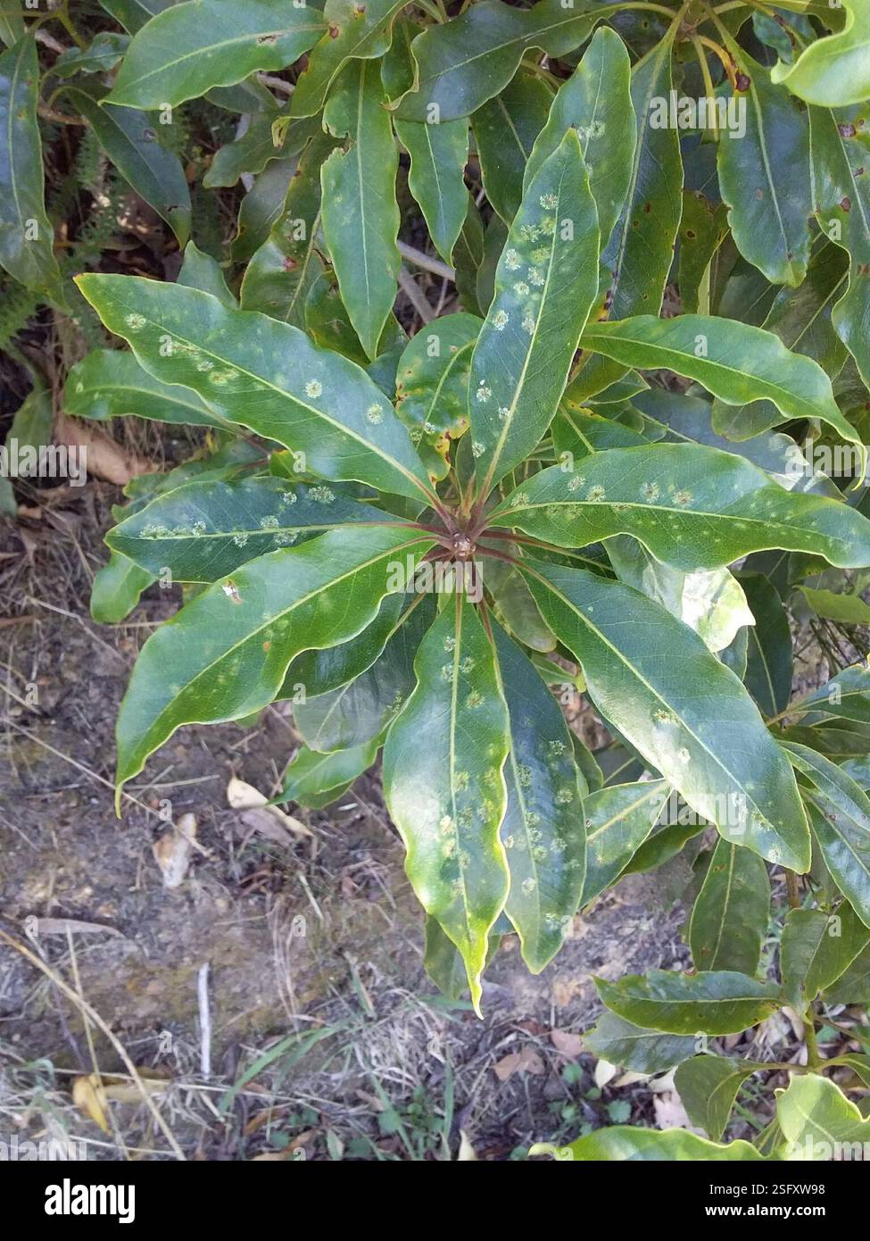 Australian Cheesewood (Pittosporum undulatum), Plantae, Crafers SA 5152 ...