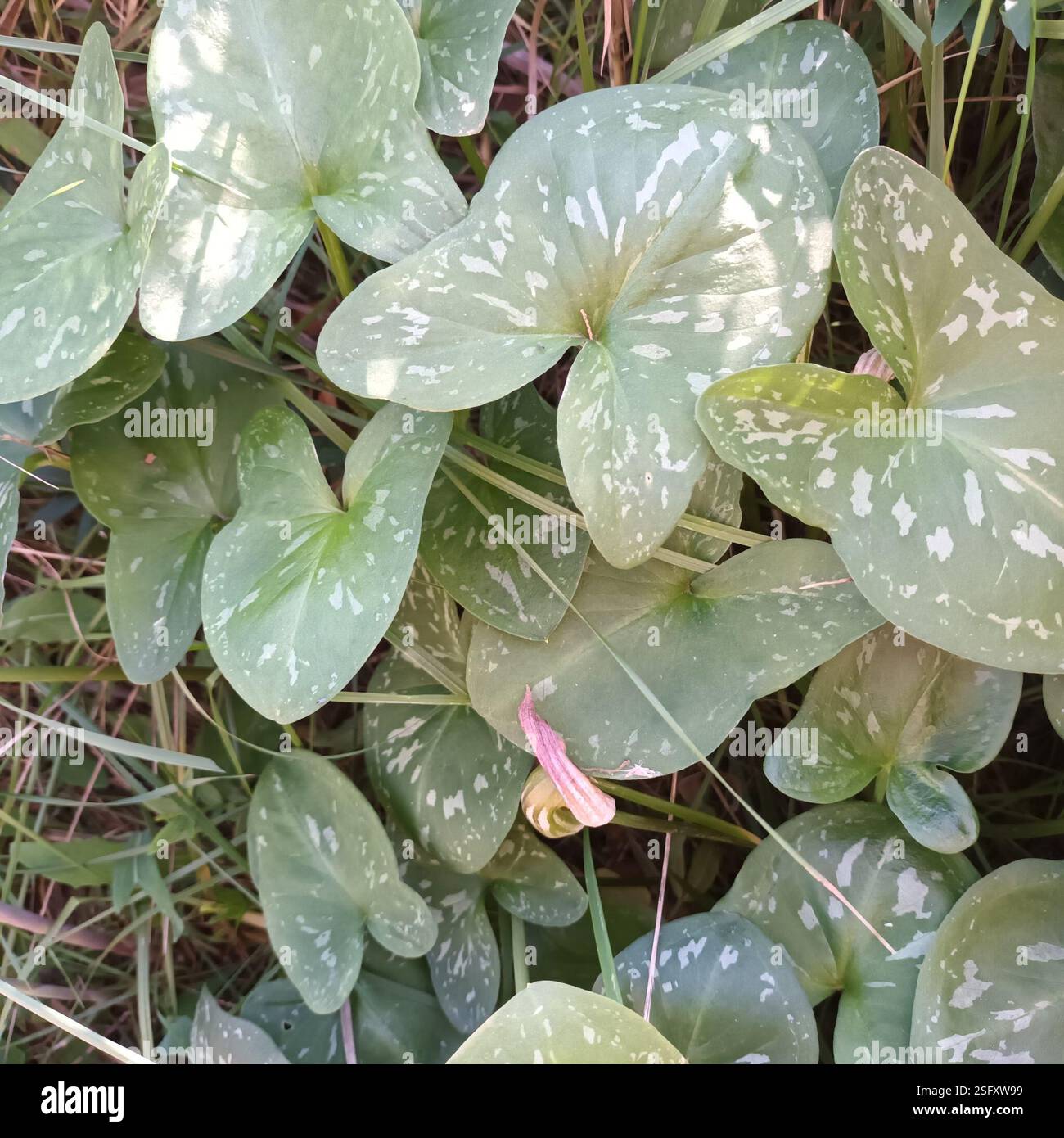 Friar's-cowl (Arisarum vulgare), Plantae, Baleares, ES-PM, ES Stock ...