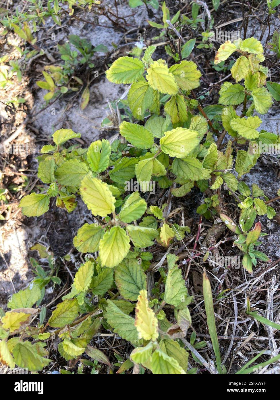 Mallow and Hibiscus Family (Malvaceae), Plantae, Broward College South ...
