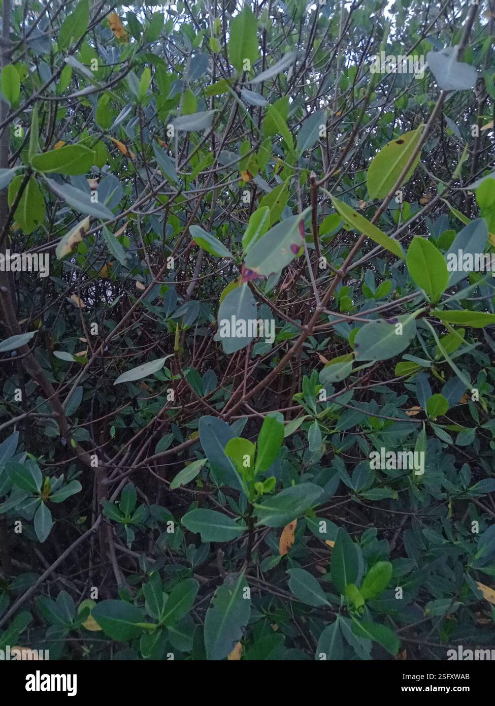 red mangrove (Rhizophora mangle), Plantae, Piúma - Itaputanga, Piúma ...