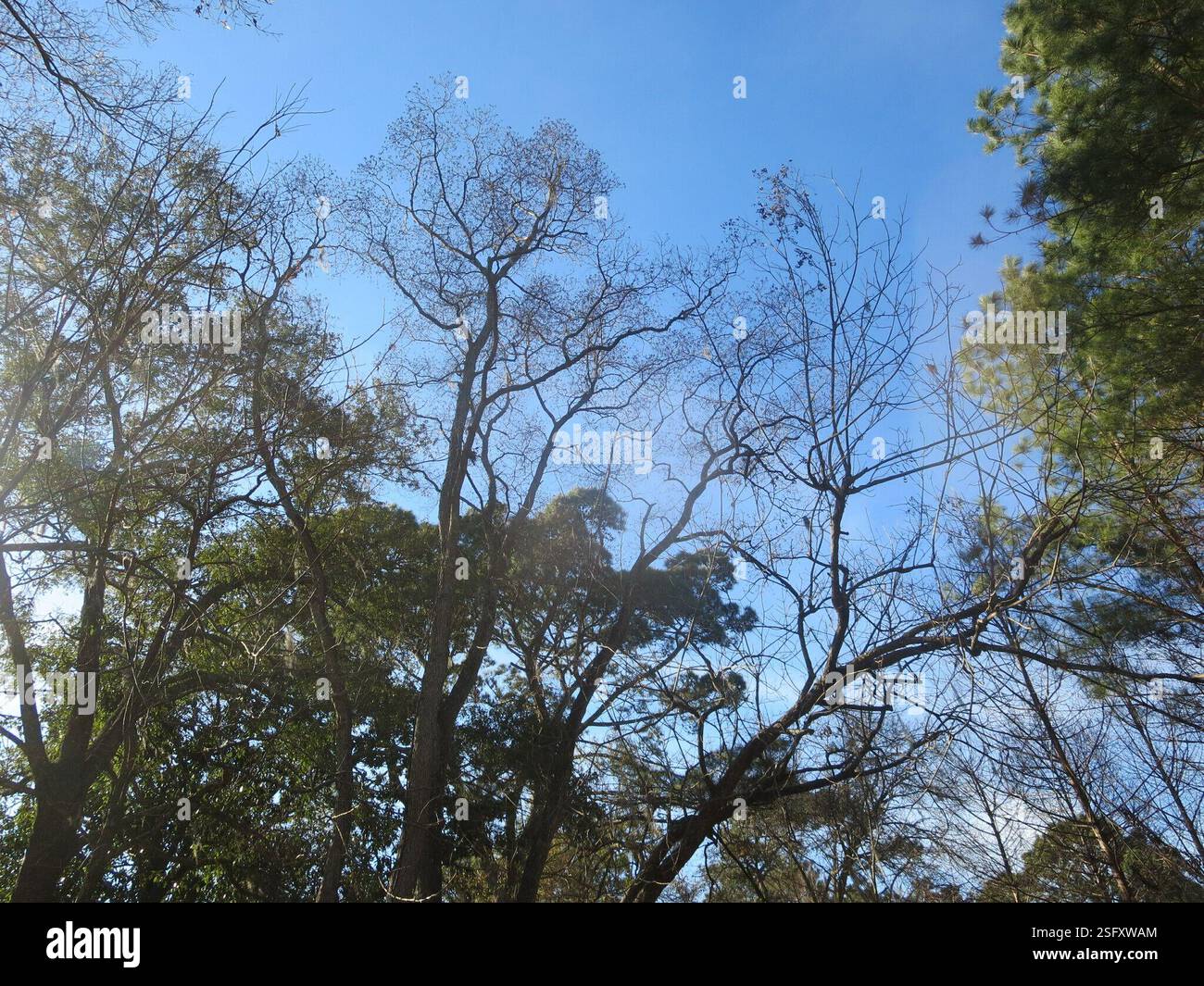 Chinese Tallow (Triadica sebifera), Plantae, Windsor Forest ...