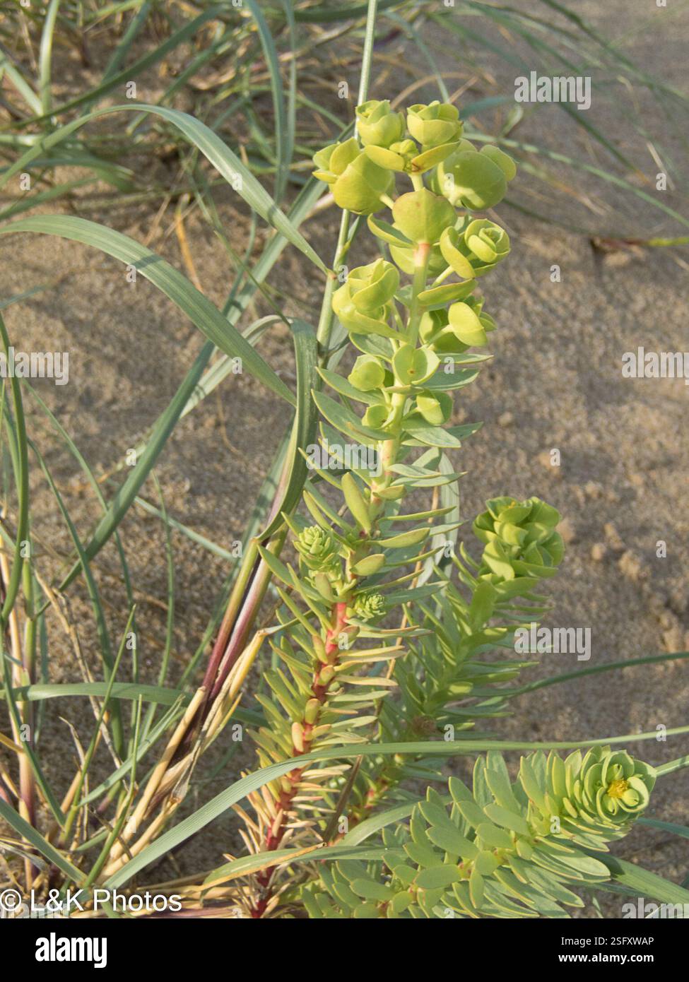 Sea Spurge (Euphorbia paralias), Plantae, Inverloch VIC 3996, Australia ...