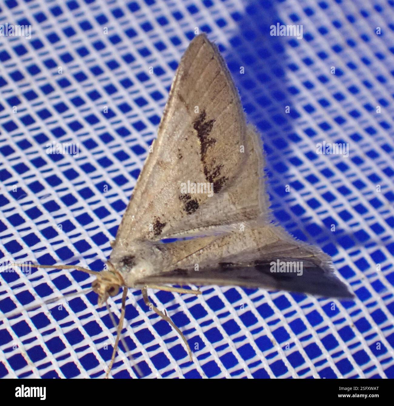 Angle Moths and Allies (Macariini), Insecta, Santo Antão, Cape Verde ...