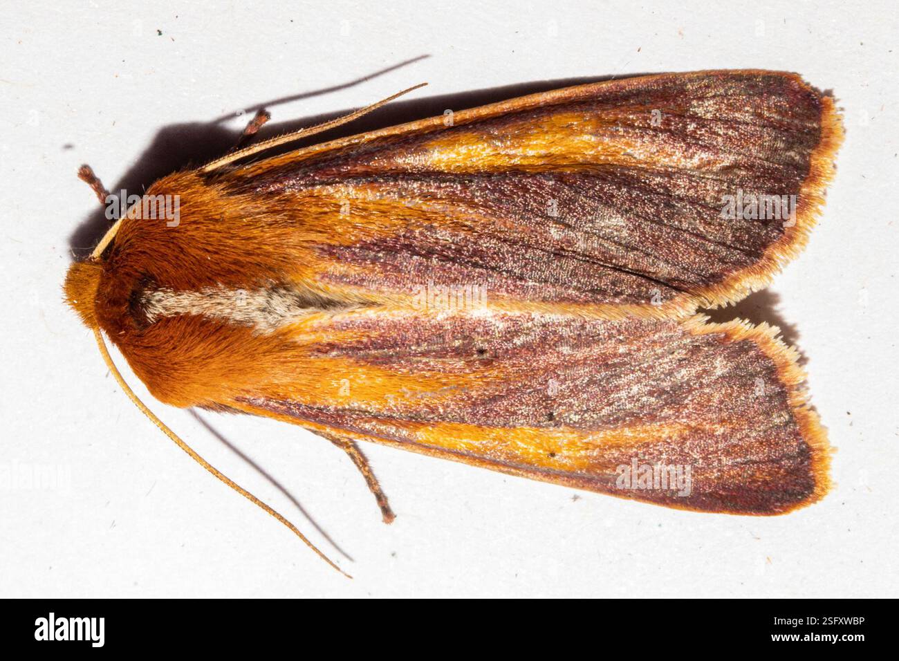 Orange Astelia Wainscot (Ichneutica purdii), Insecta, Southland ...