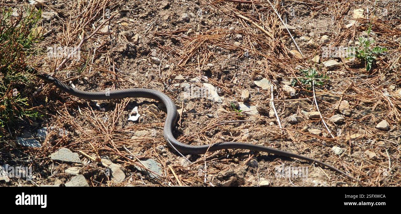 Eastern Brown Snake (Pseudonaja textilis), Reptilia, Tea Tree Gully ...