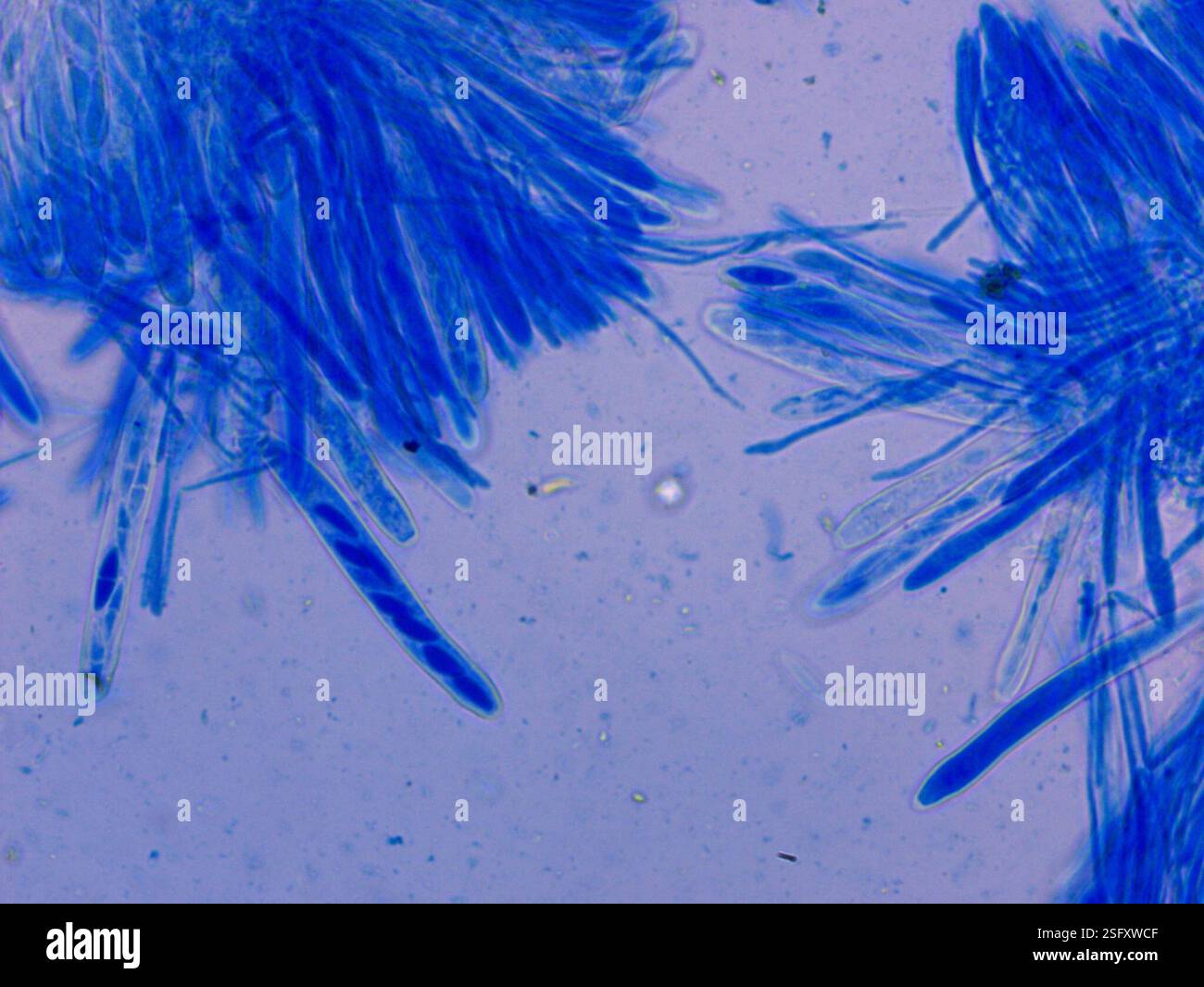 oak pin (Cudoniella acicularis), Fungi, 35043 Marburg, Deutschland ...