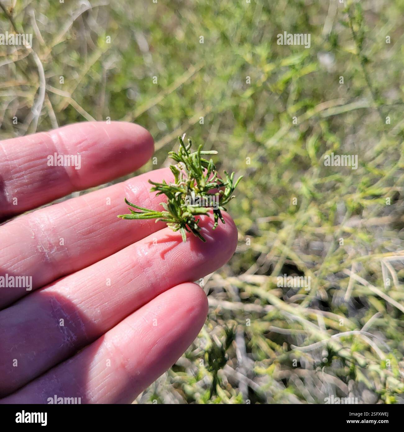 Cheesebush (Ambrosia salsola), Plantae, Whitewater, CA 92282, USA Stock ...