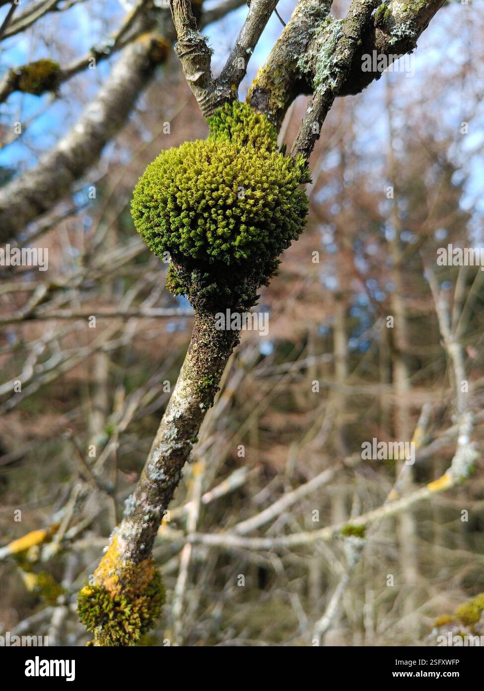 crisped pincushion (Ulota crispa), Plantae, Rhes-y-cae Stock Photo - Alamy