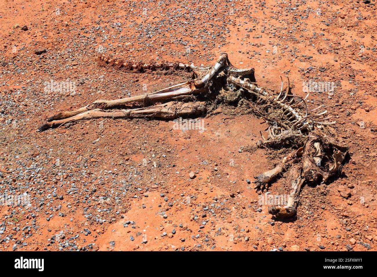 A partially mummified kangaroo skeleton lies in the harsh Western ...