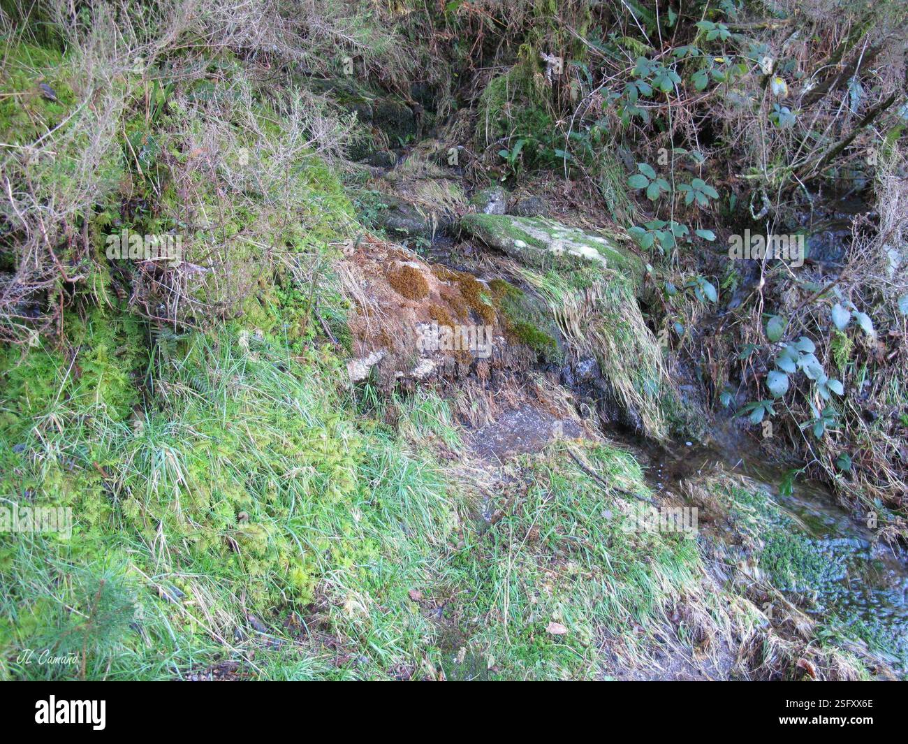 Cow-horn Bog-moss (Sphagnum denticulatum), Plantae, Pontevedra, España ...