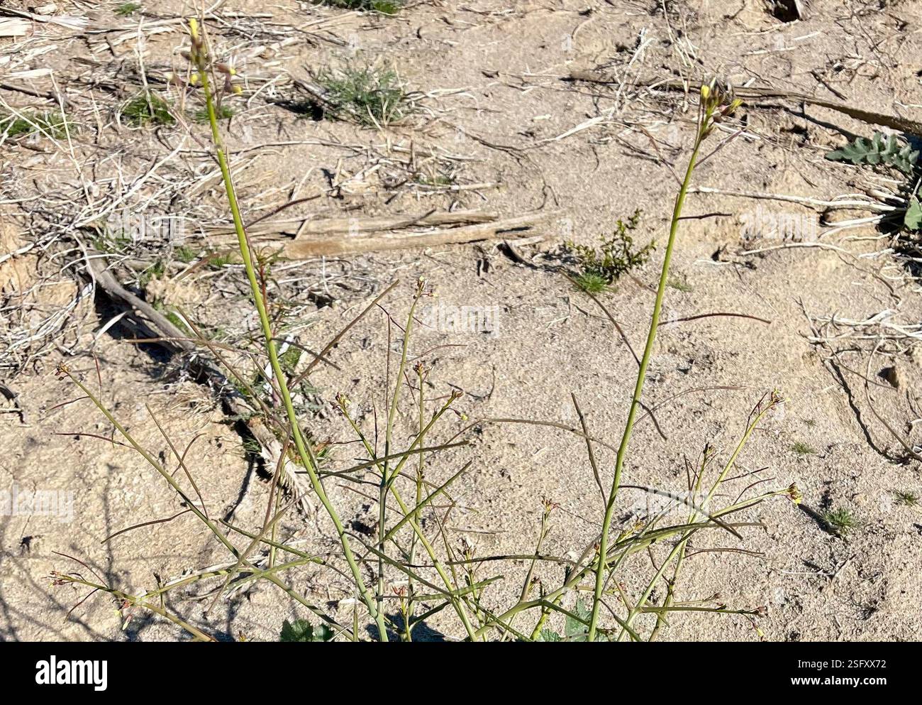 Saharan Mustard (Brassica tournefortii), Plantae, Henderson Canyon Rd ...