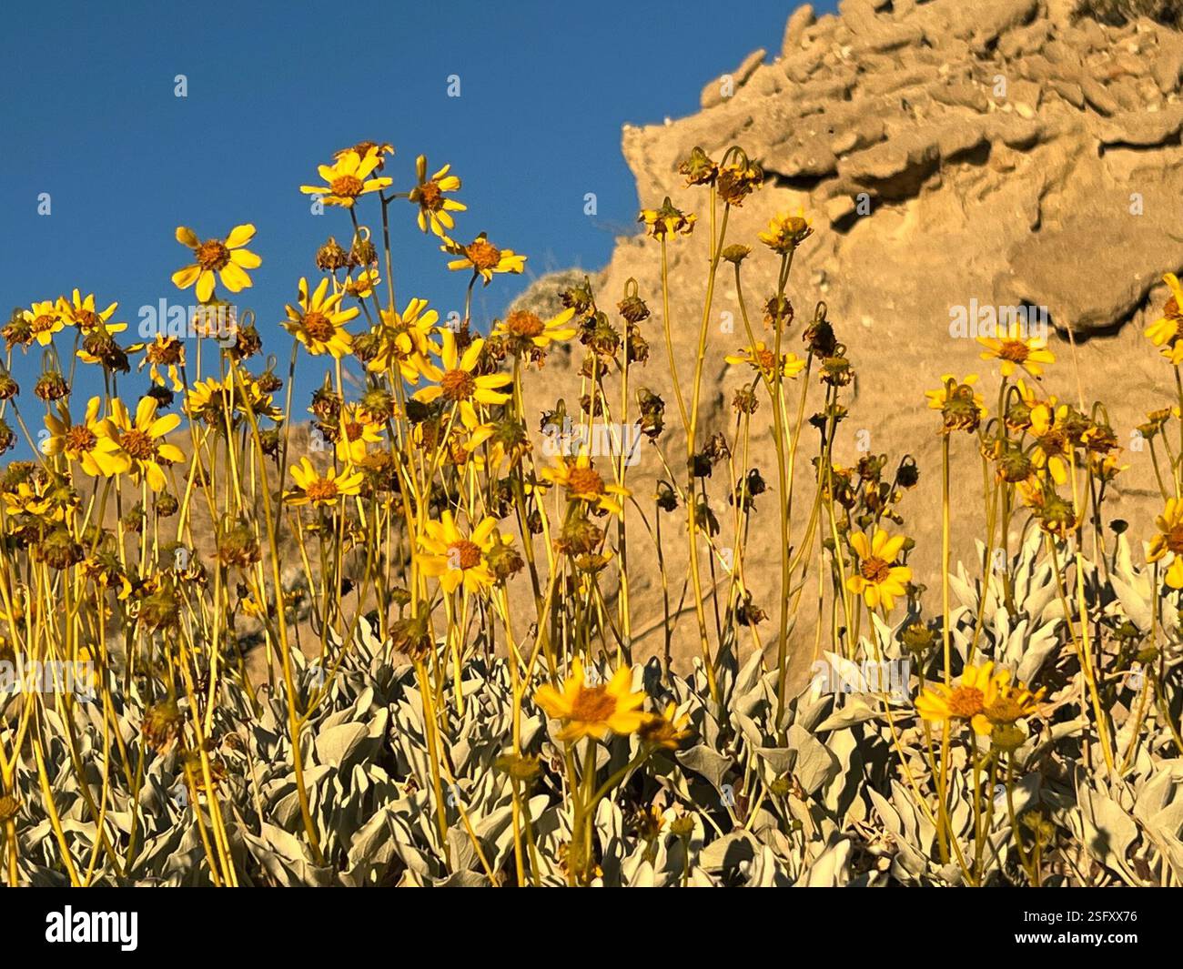 (Encelia farinosa farinosa), Plantae, Anza-Borrego Desert State Park ...