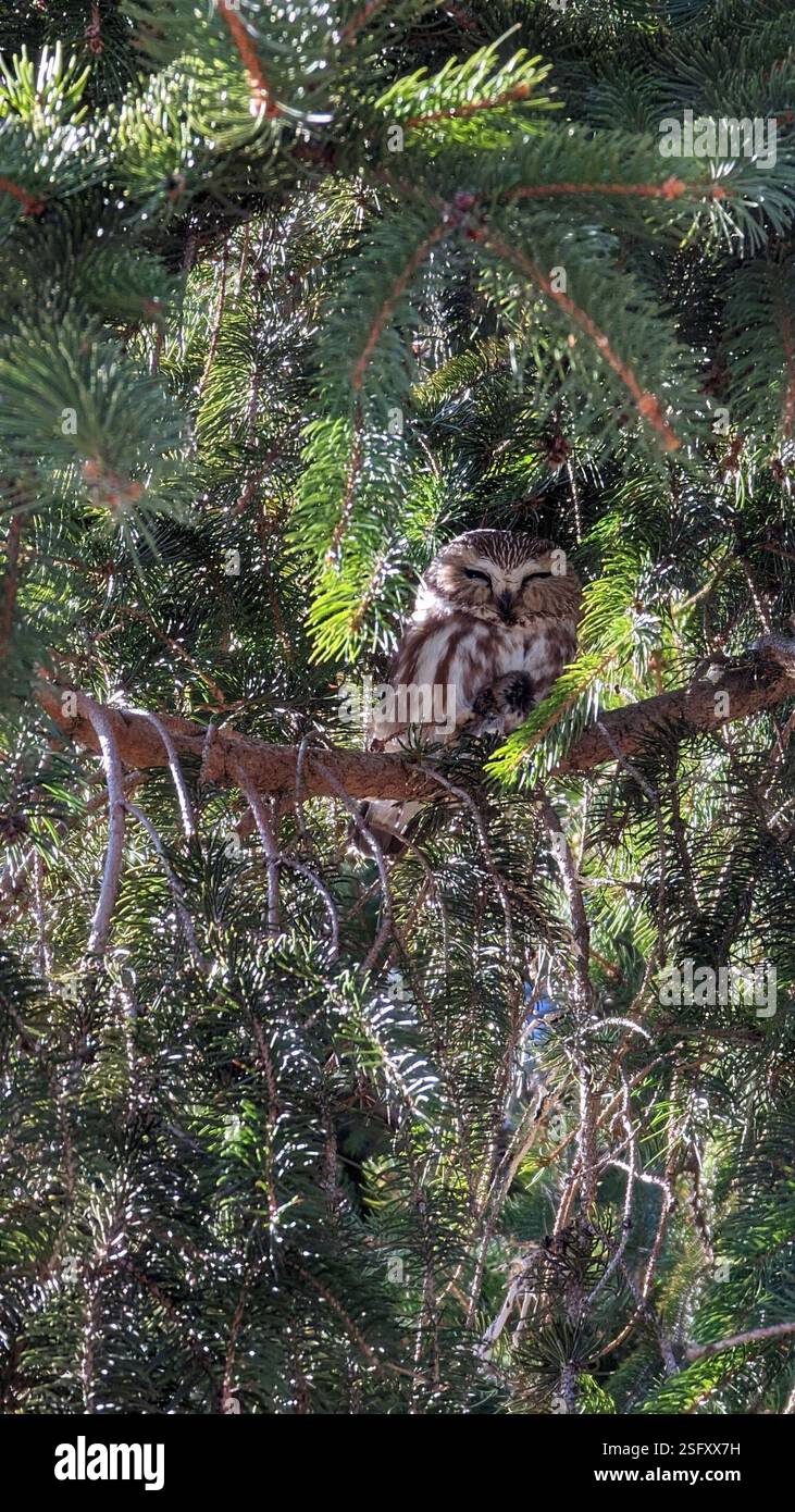 Northern Saw-whet Owl (Aegolius acadicus), Aves, Ohio, US Stock Photo ...