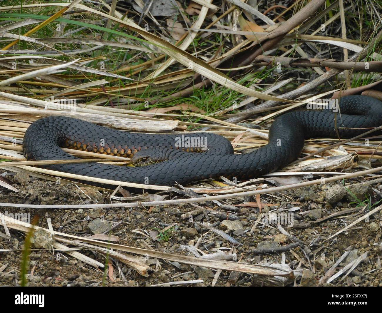 Lowlands Copperhead (Austrelaps superbus), Reptilia, Hobart TAS ...