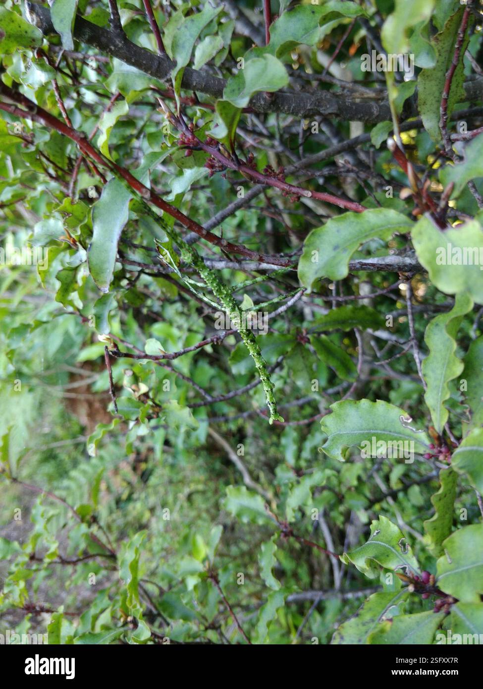 Prickly Stick Insect (Acanthoxyla prasina), Insecta, Westland, NZ-WC ...
