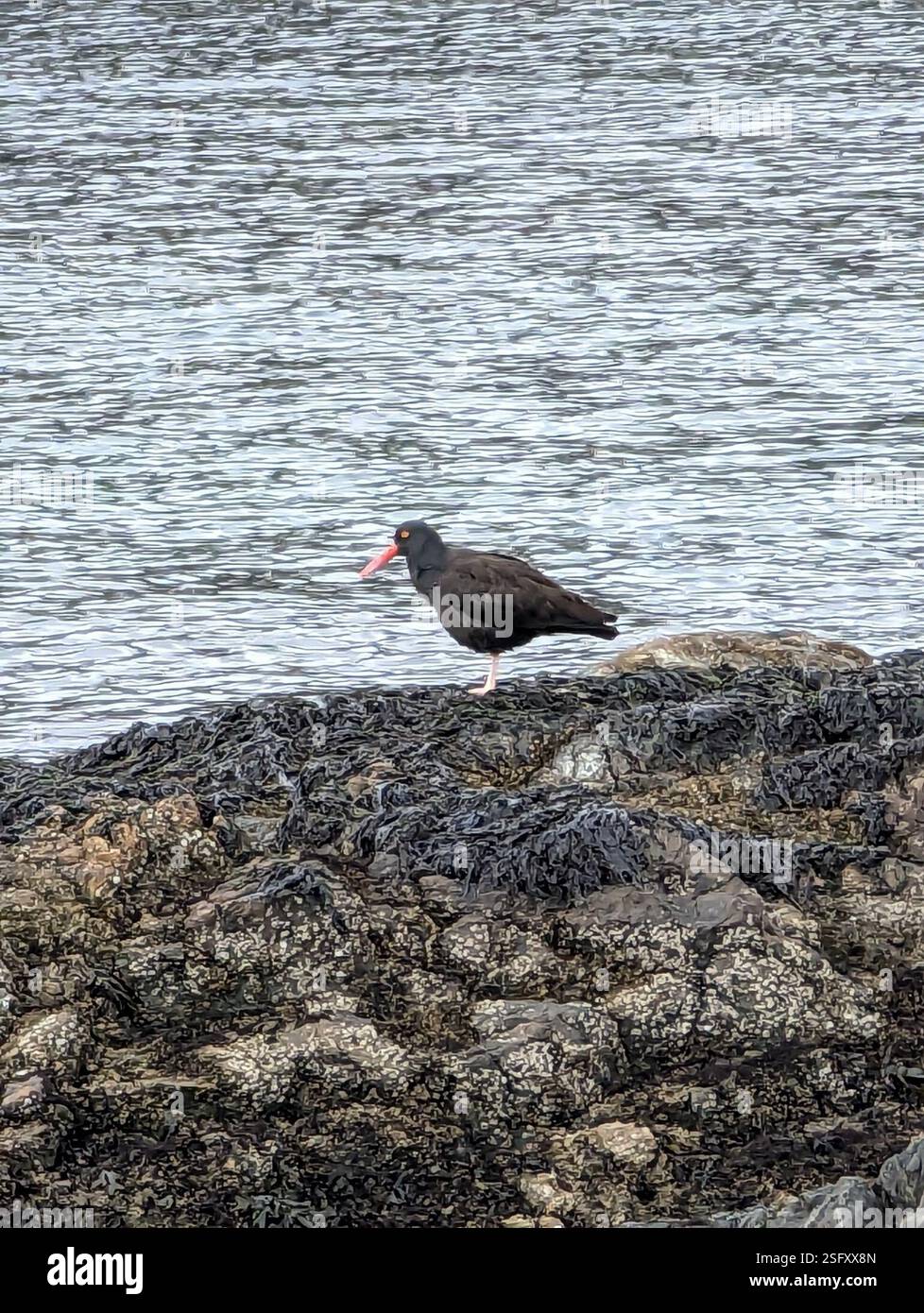 Black Oystercatcher (Haematopus bachmani), Aves, Victoria, BC, Canada ...