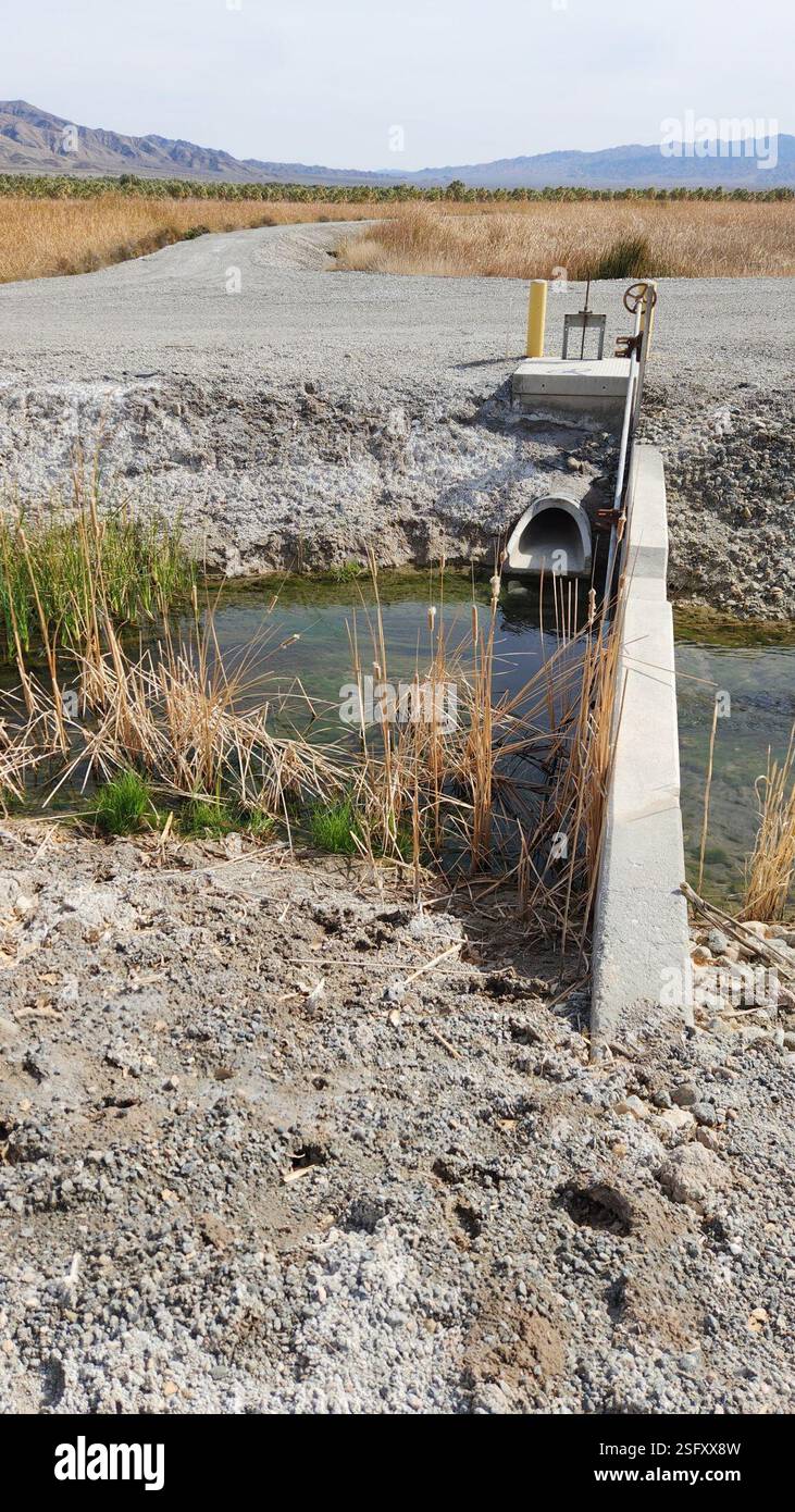 southern cattail (Typha domingensis), Plantae, Riverside County, US-CA ...