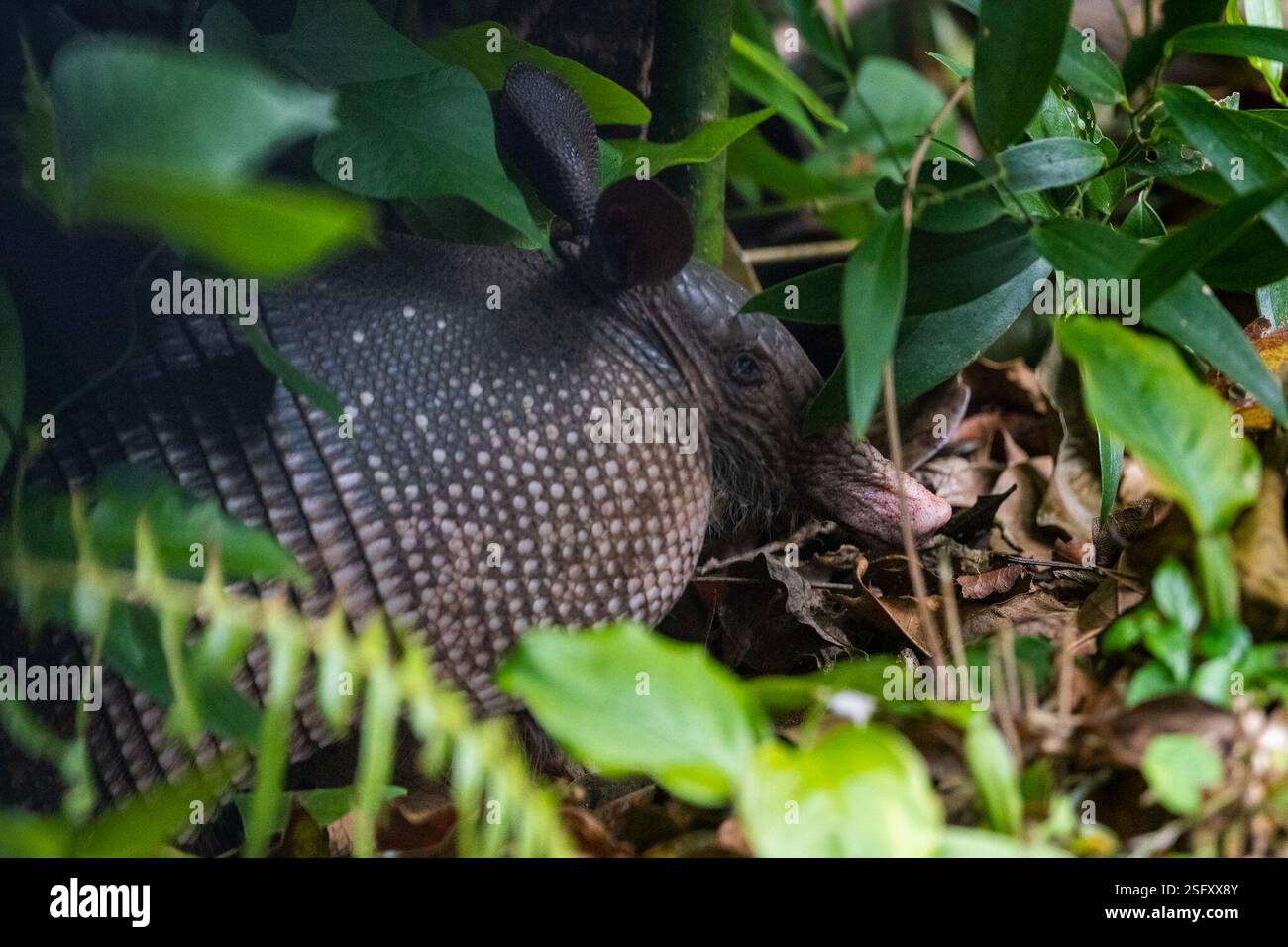 Nine-banded Armadillo (Dasypus novemcinctus), Mammalia, Puntarenas ...